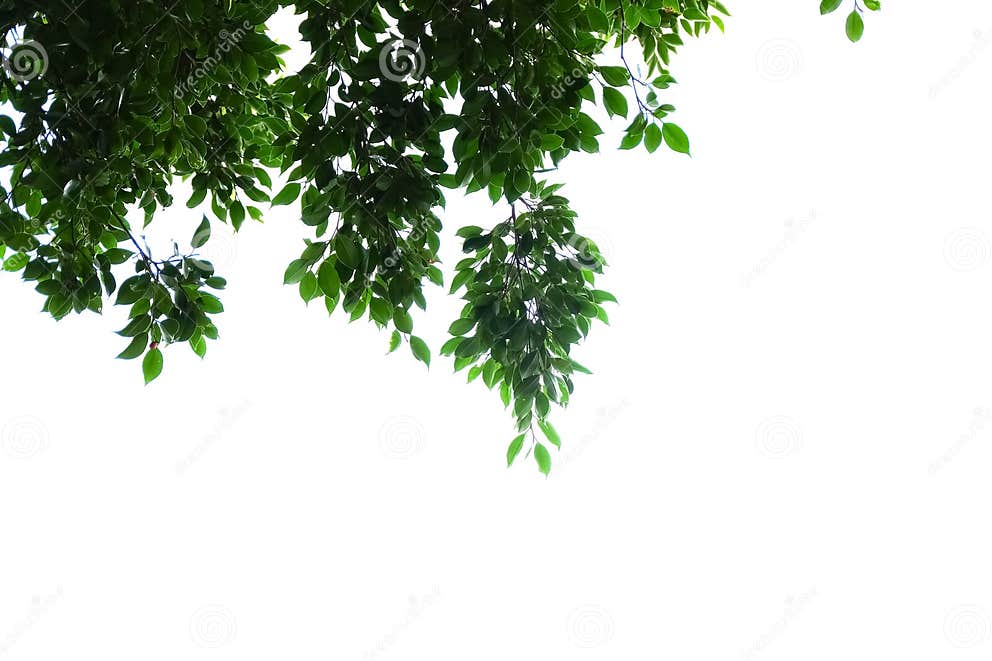 Green Leaves on a Tree Branch with No Background Stock Image - Image of ...