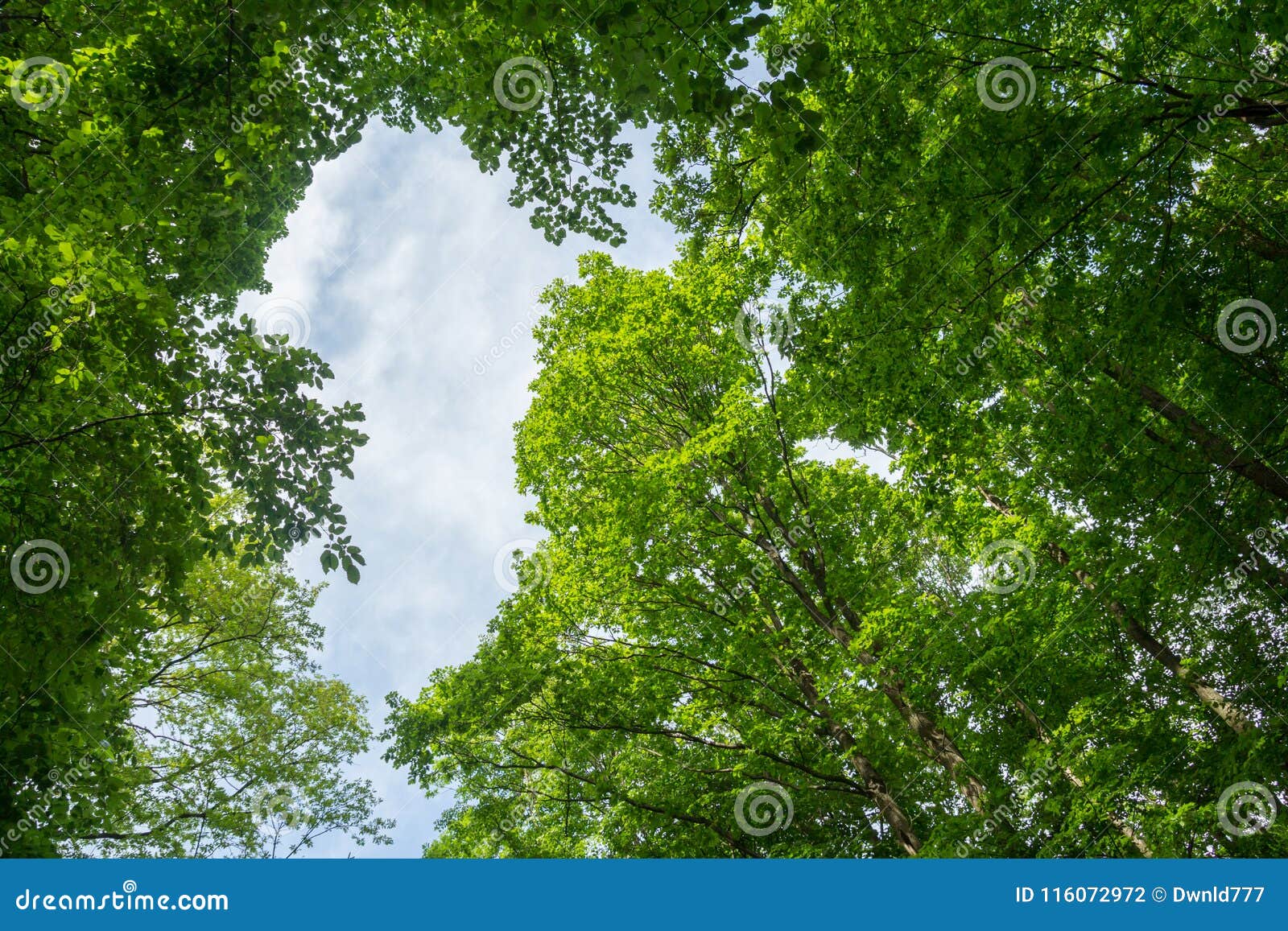 Green leaves tree canopy stock photo. Image of trees - 116072972