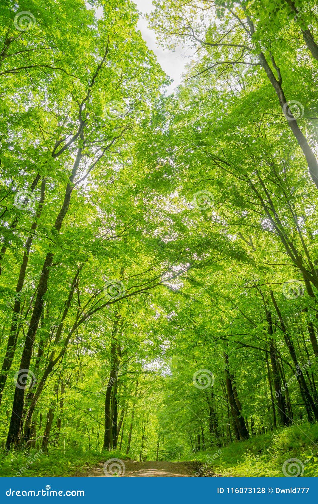 Spring green forest stock photo. Image of summer, foliage - 116073128