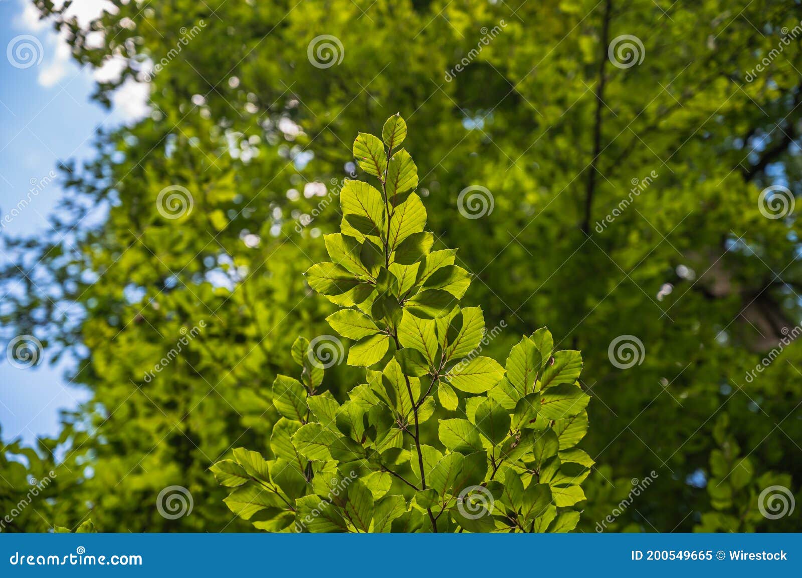 Green Leaves on the Tree Gleaming Under the Sunrays Stock Image - Image ...