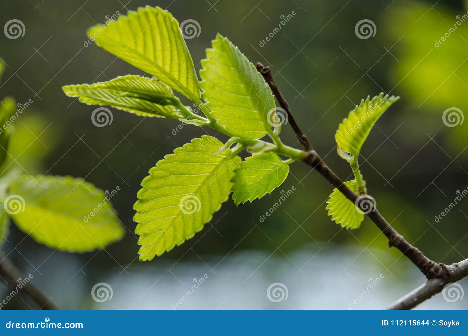 Green leaves on a tree stock photo. Image of leaves - 112115644