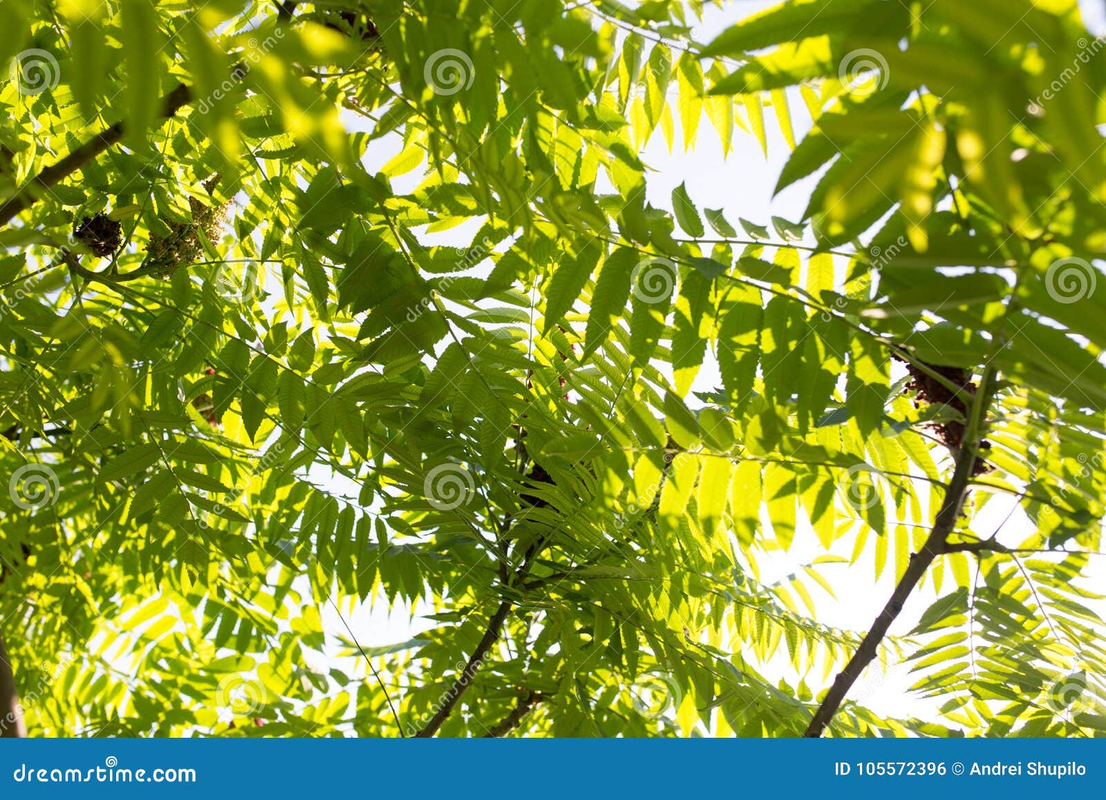 Green Leaves on the Tree in Nature Stock Photo - Image of plants, leaf ...