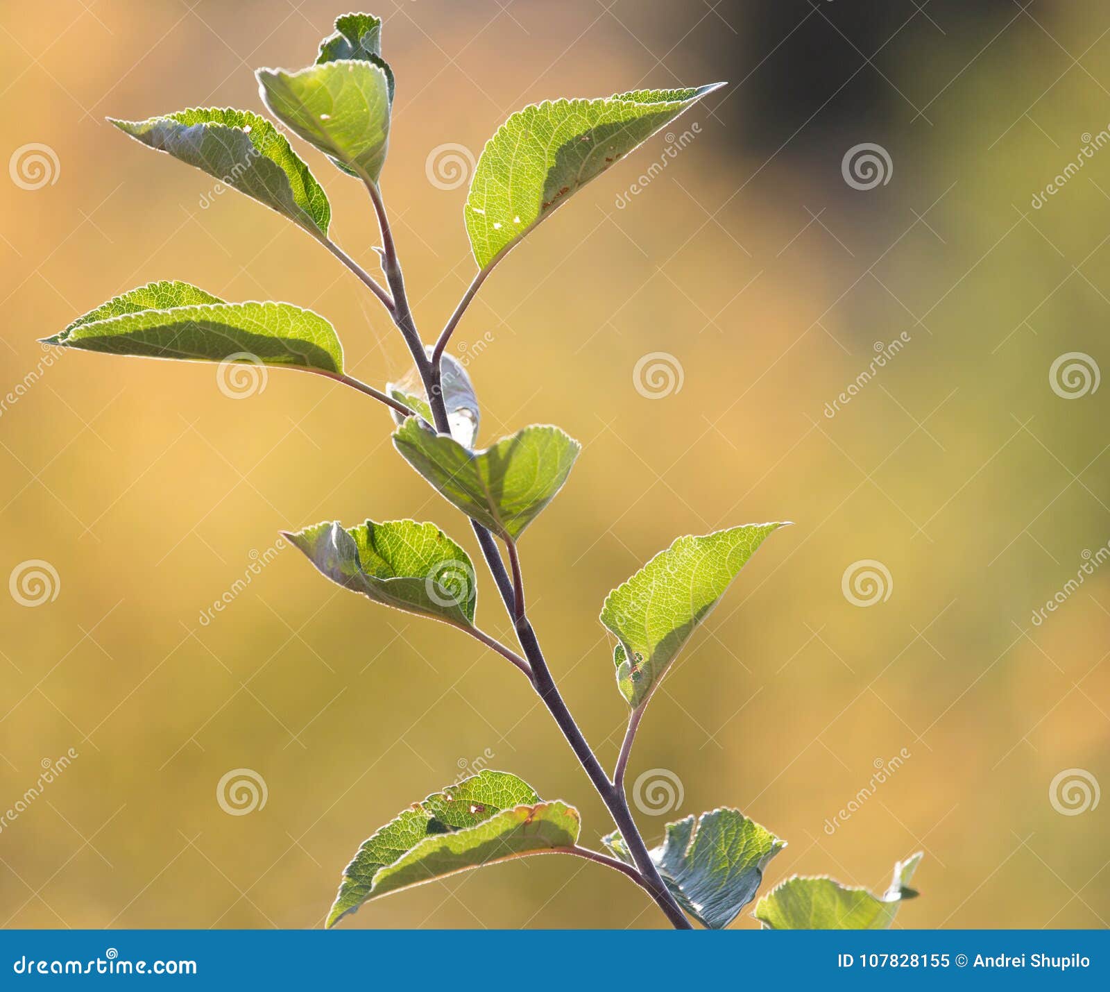 Green Leaves on the Tree in Nature Stock Image - Image of tree ...