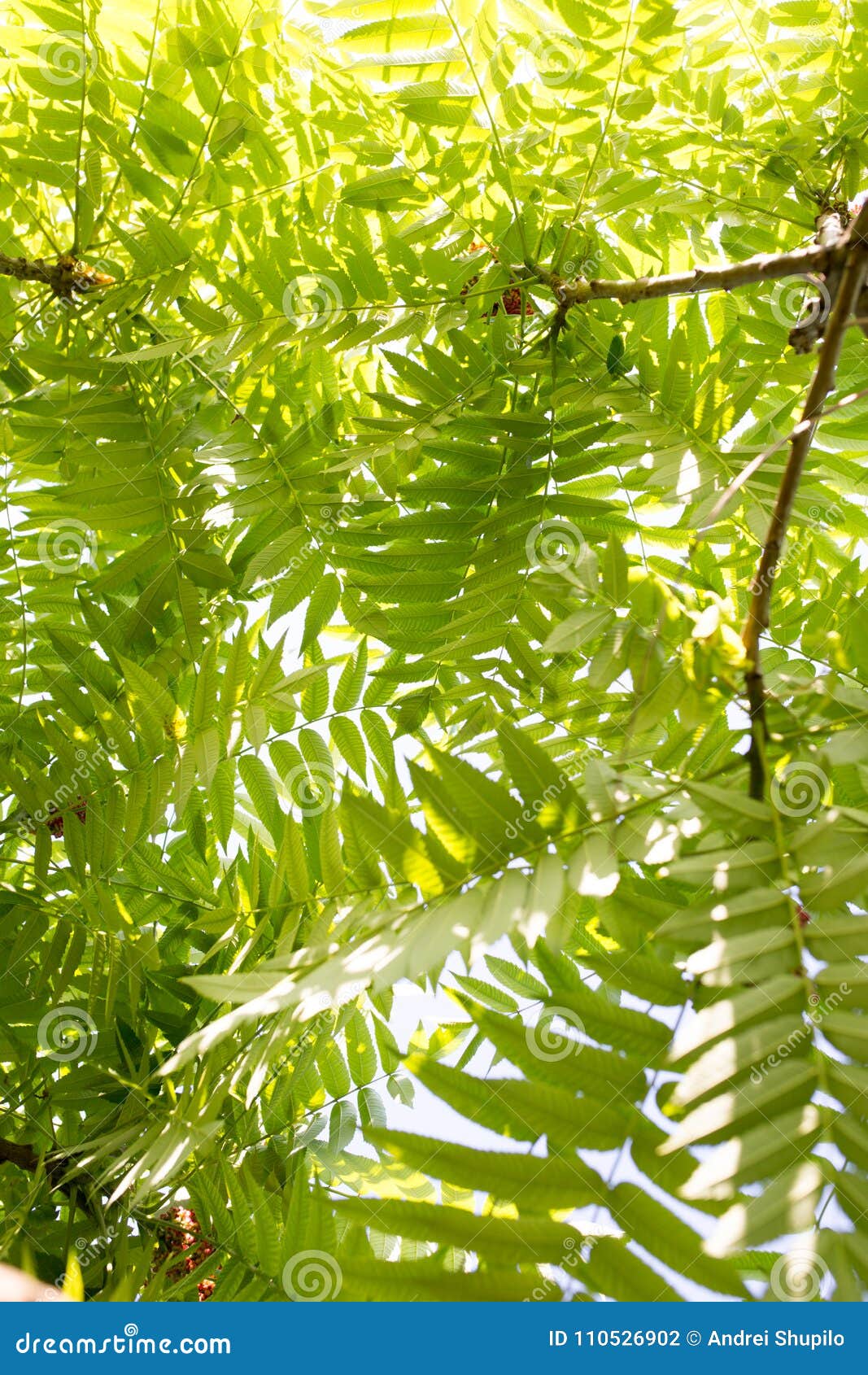 Green Leaves on the Tree in Nature Stock Photo - Image of leaves ...