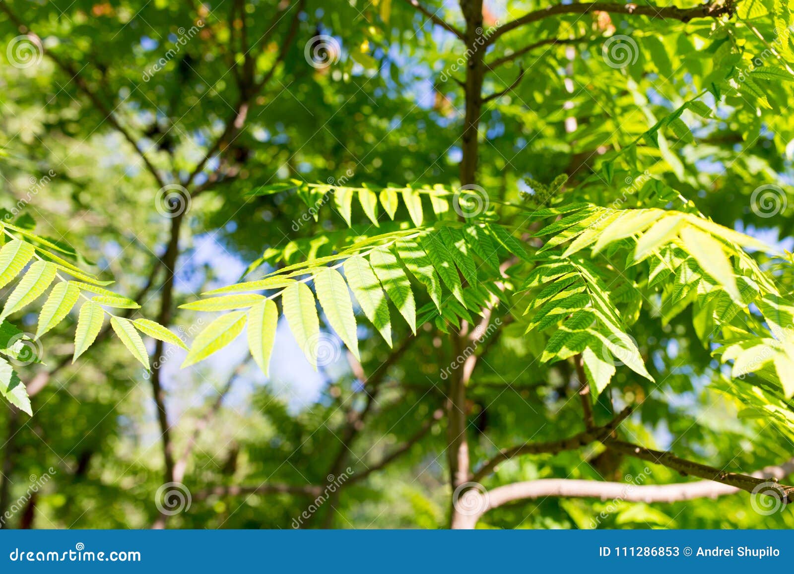Green Leaves on the Tree in Nature Stock Image - Image of garden ...