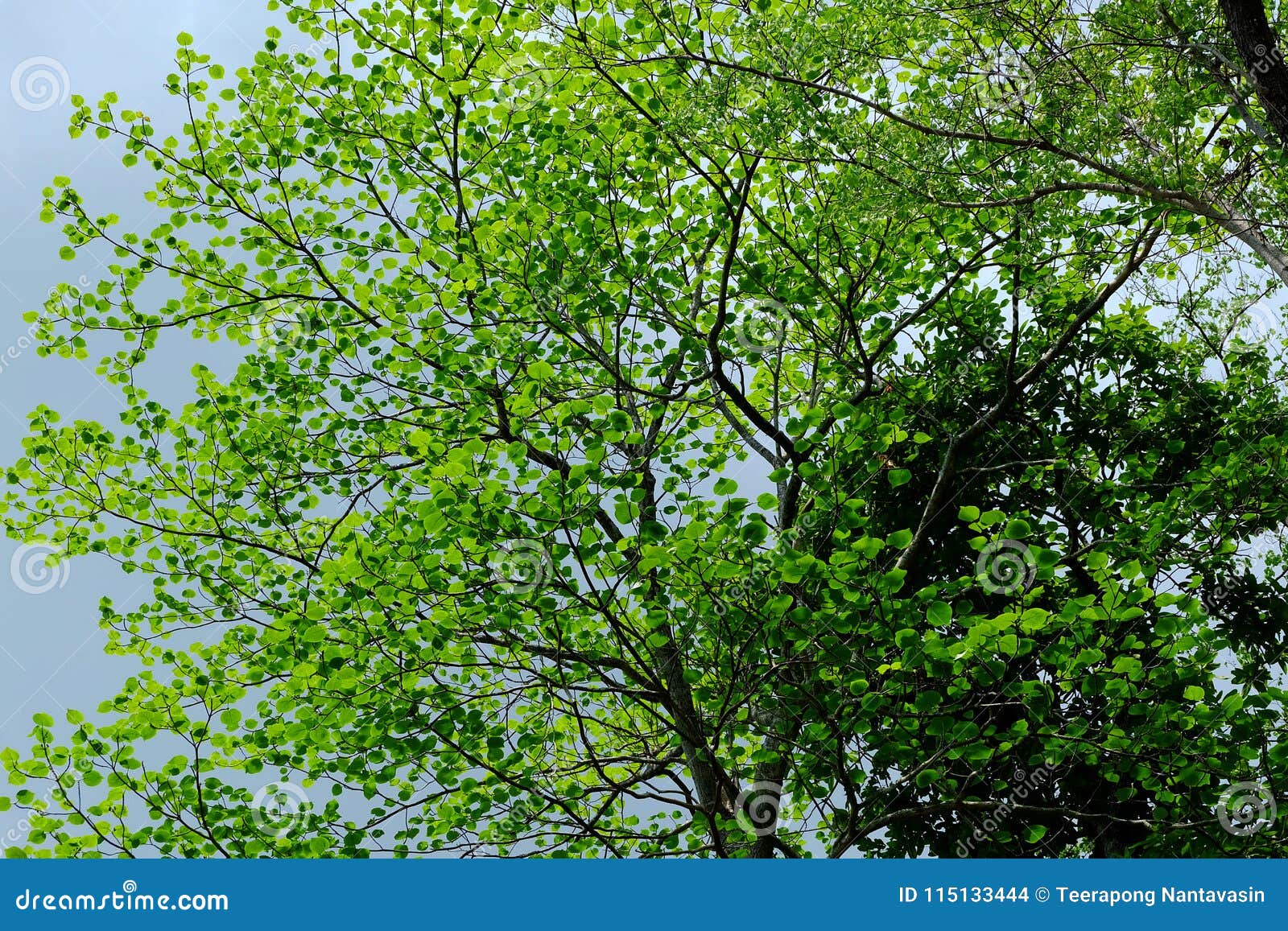 Green Leaves Tree in the Park Background. Stock Photo - Image of design ...