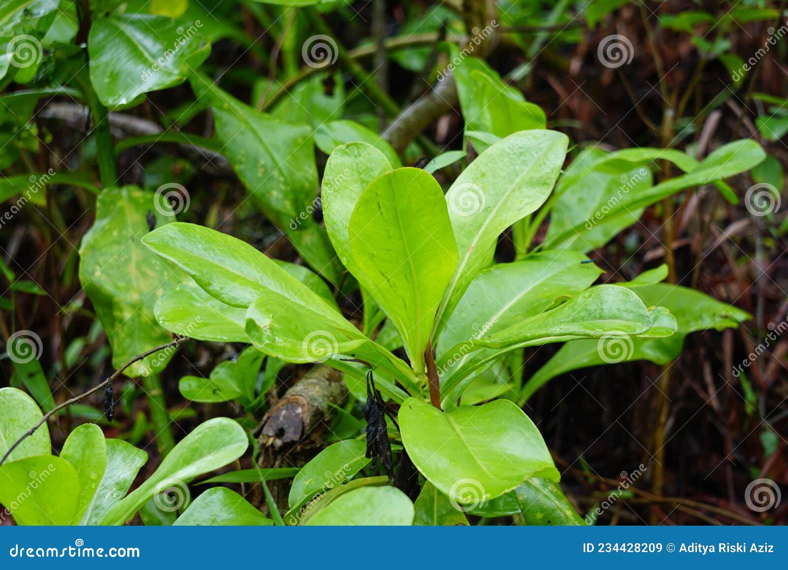 Green Leaves on the Tree. this Plant Easy To Find on the Beach. this ...