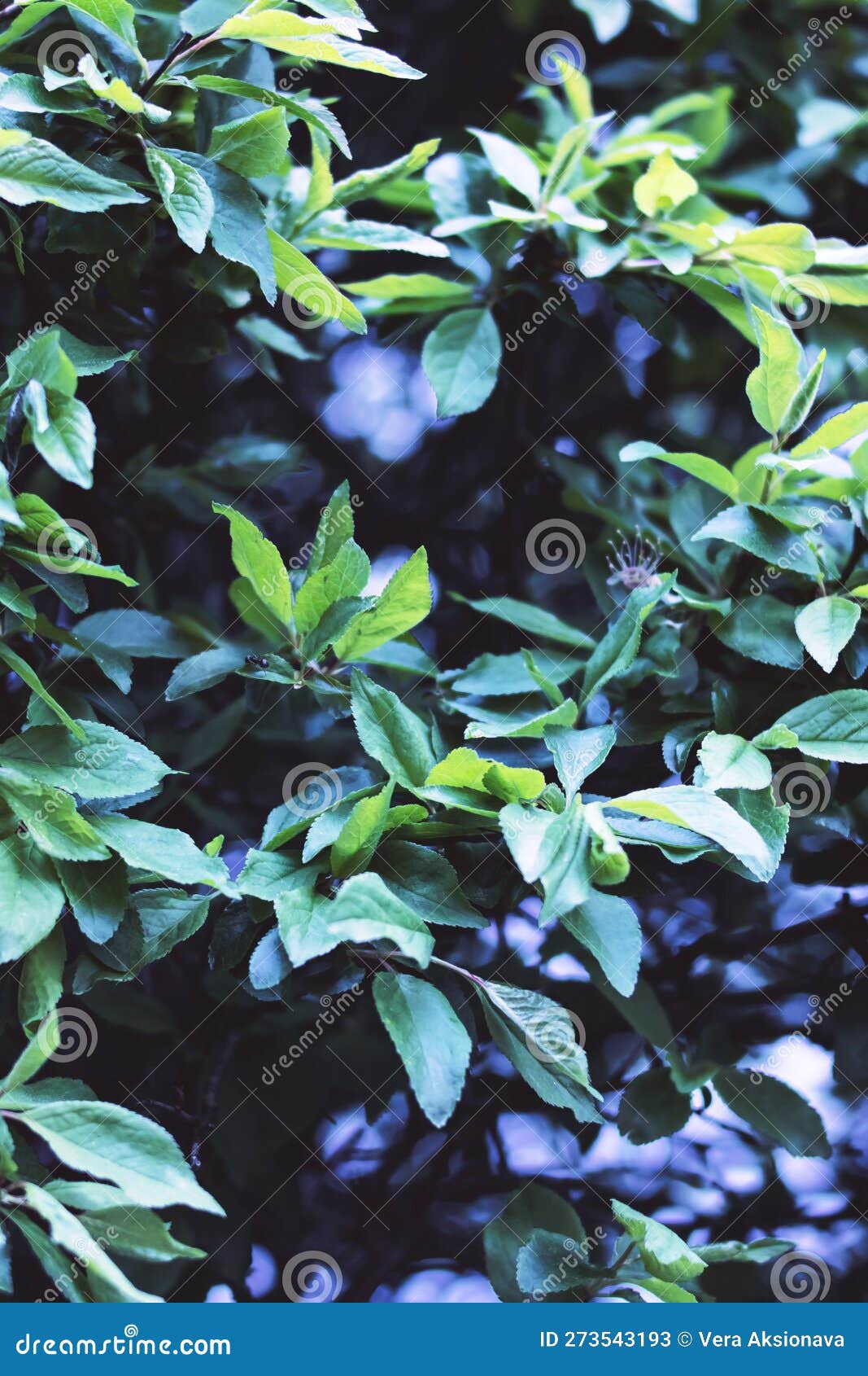 Green Leaves of a Tree in the Shade Stock Image - Image of texture ...