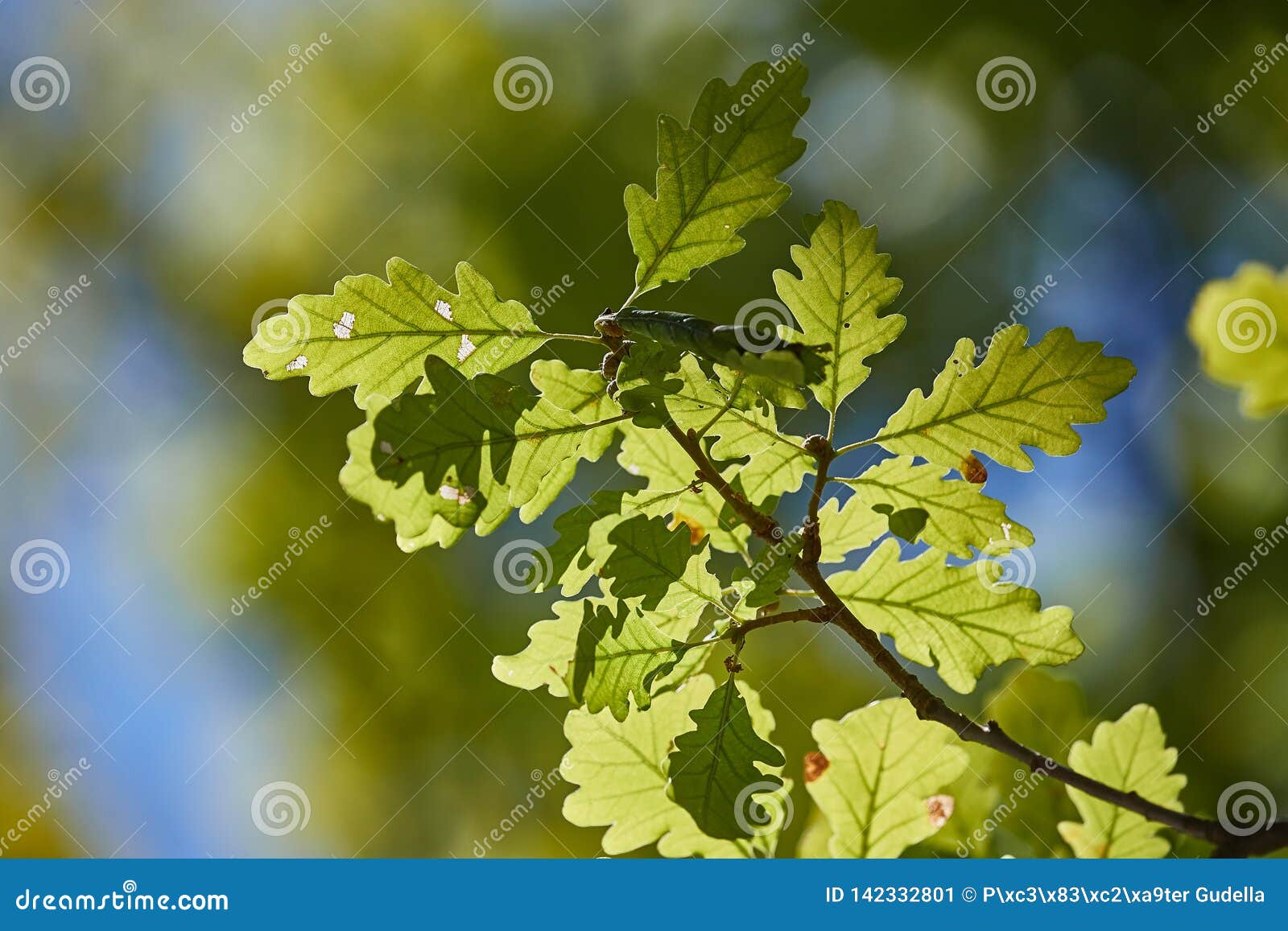 Green Leaves of Spring stock image. Image of foliage - 142332801