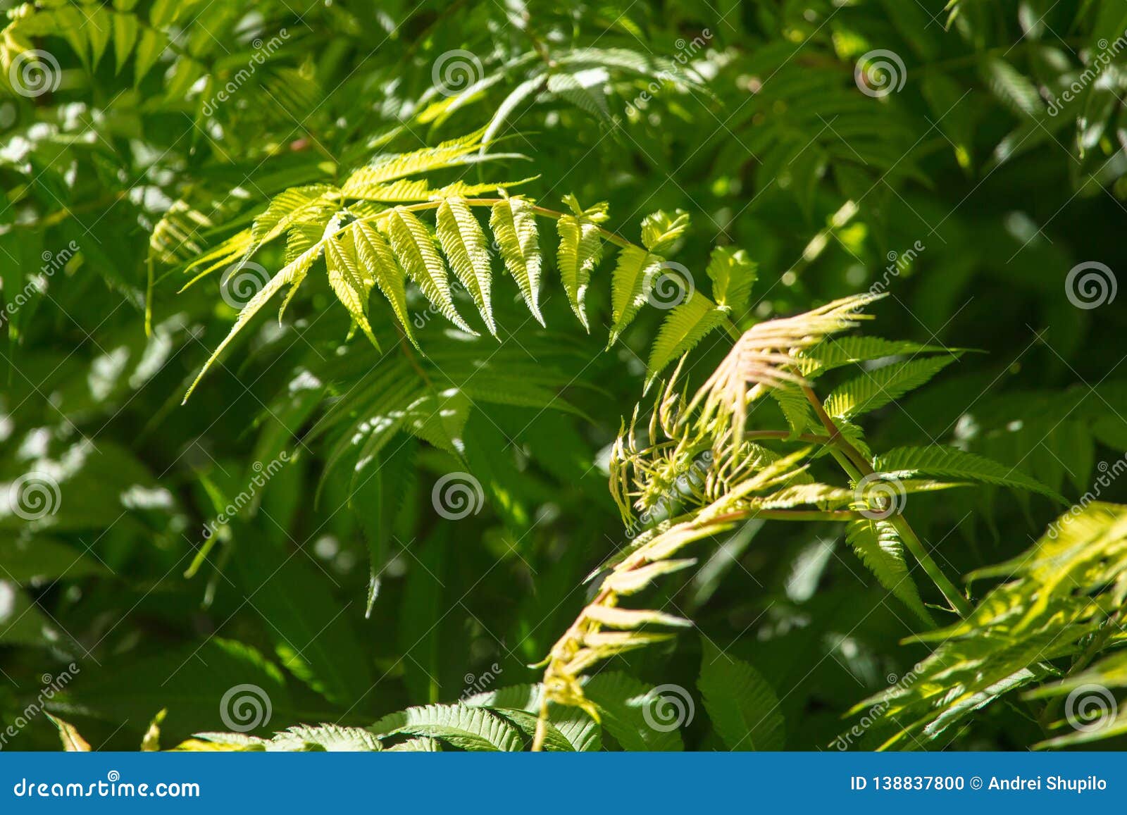Green Leaves on a Tree in Summer Stock Photo - Image of plants, leaf ...