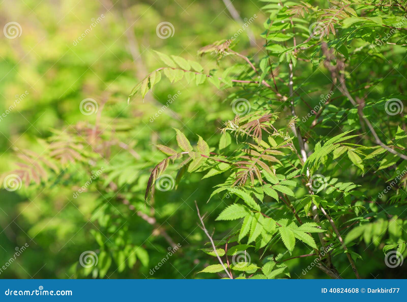 Green Leaves of Tree in Summer Stock Photo - Image of beautiful ...
