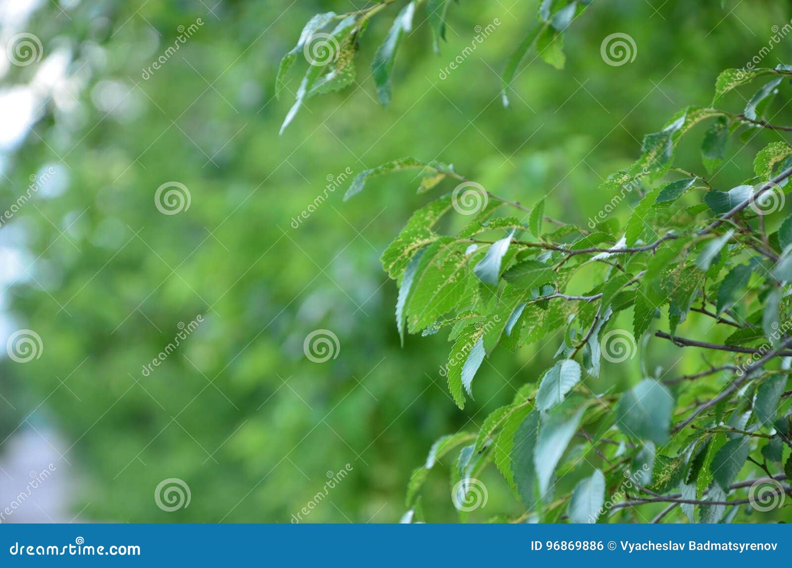 Green Leaves of a Tree in Summer Time Stock Photo - Image of clear ...