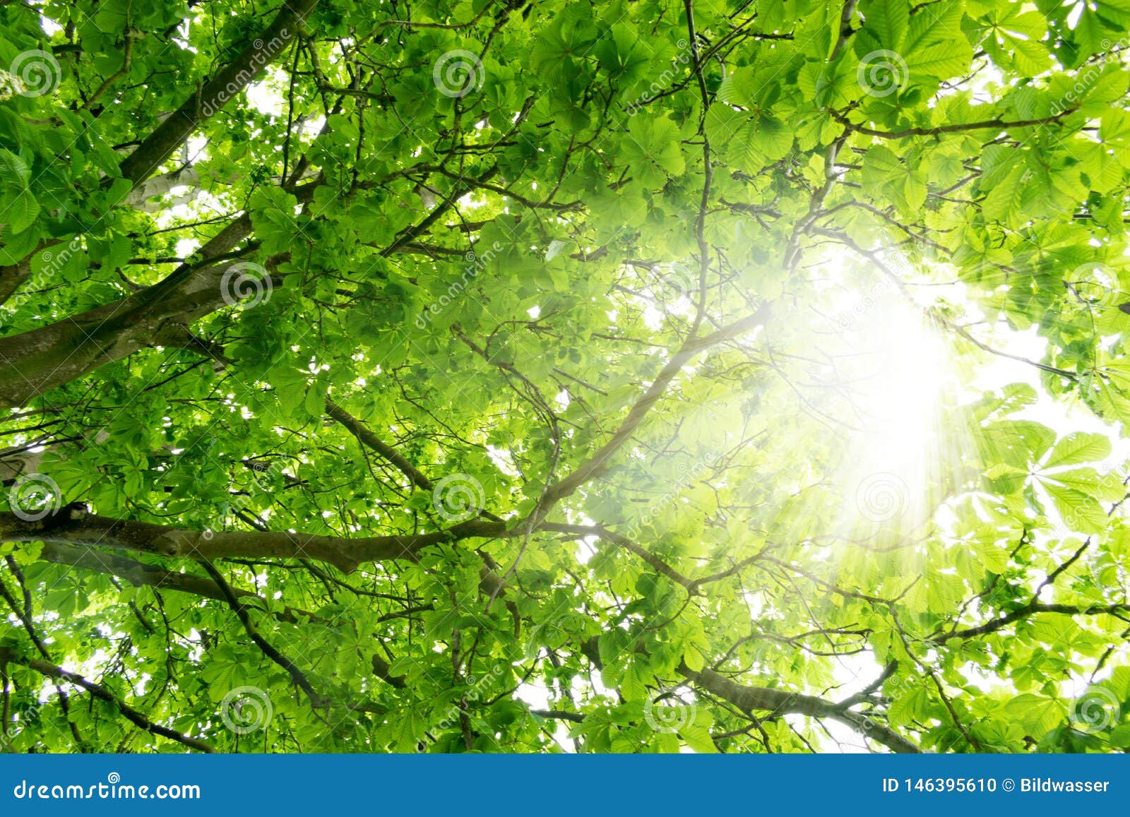Green Leaves Tree in the Sun Background Stock Photo - Image of ecology ...