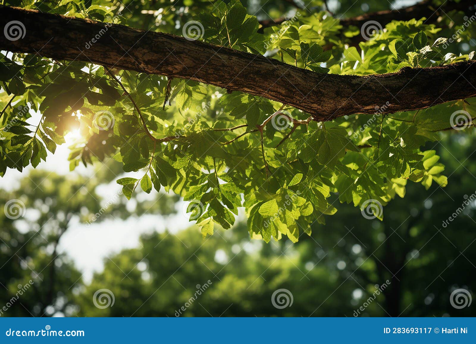 Green Leaves Tree with Sun Shines through Tree Crowns in Forest ...