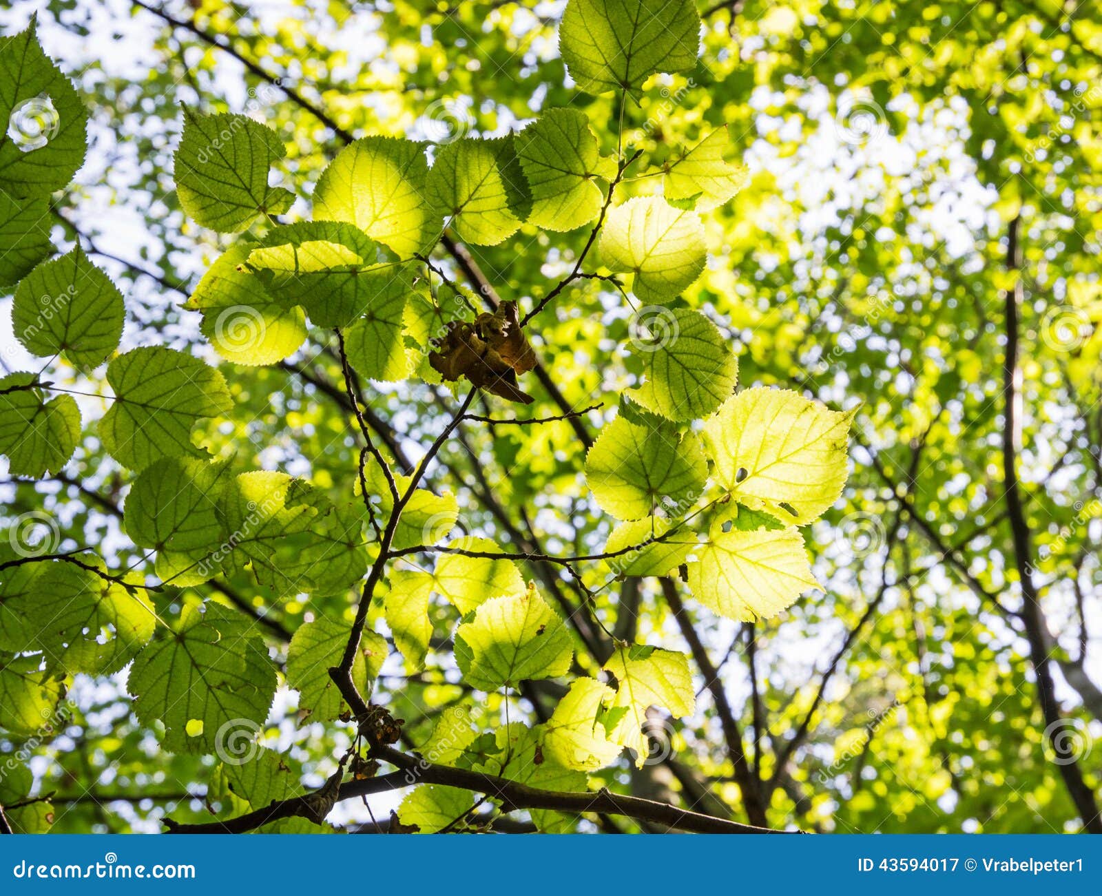 Green Leaves of the Tree in Sunshine Stock Image - Image of park ...