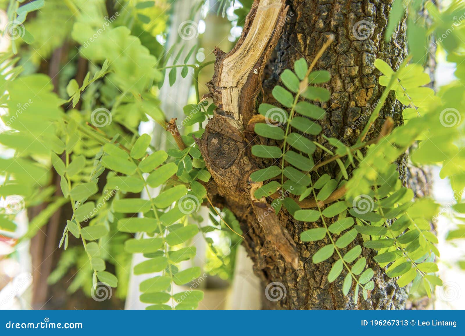 Green leaves on tree trunk stock image. Image of life - 196267313
