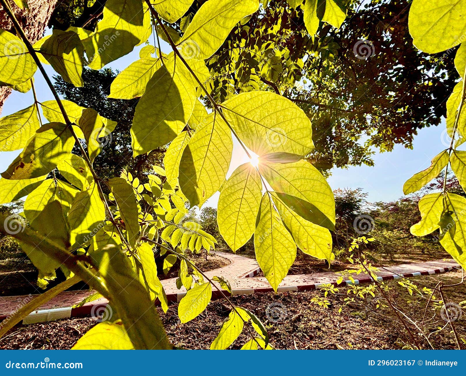 Green Leaves Trees Backlight with Sunlight Stock Image - Image of ...