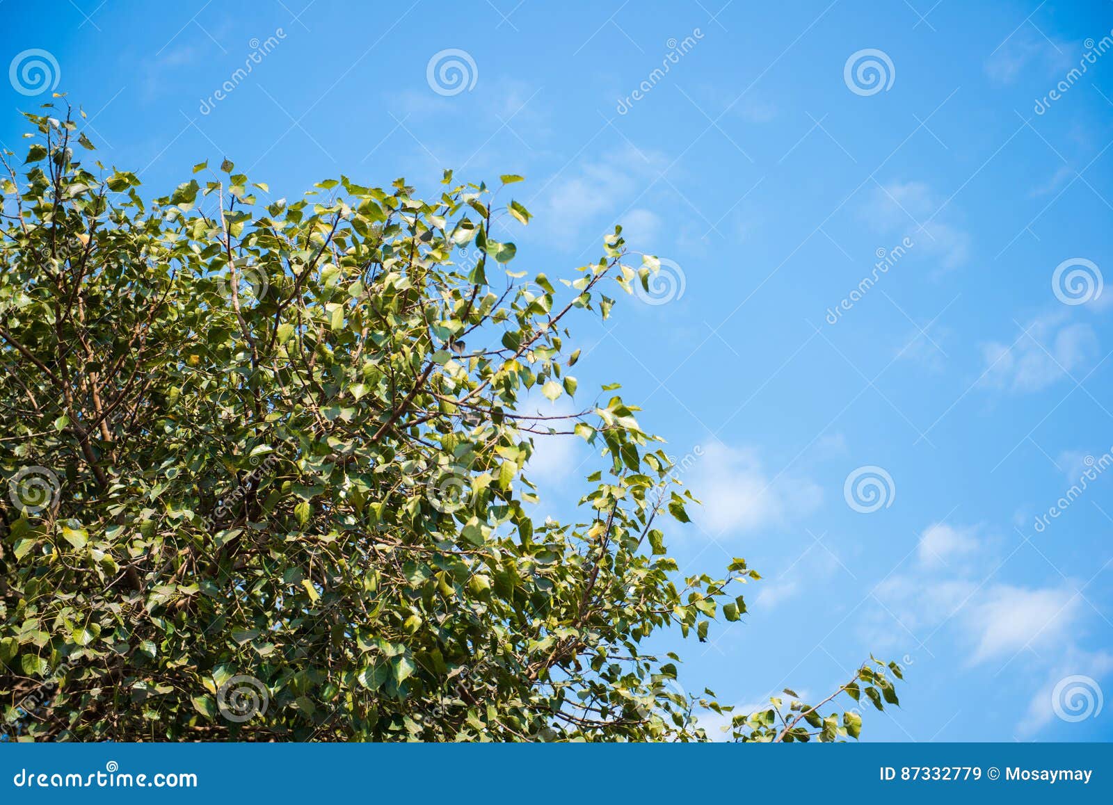 Green Leaves on Treetop and Blue Sky Stock Image - Image of tree ...