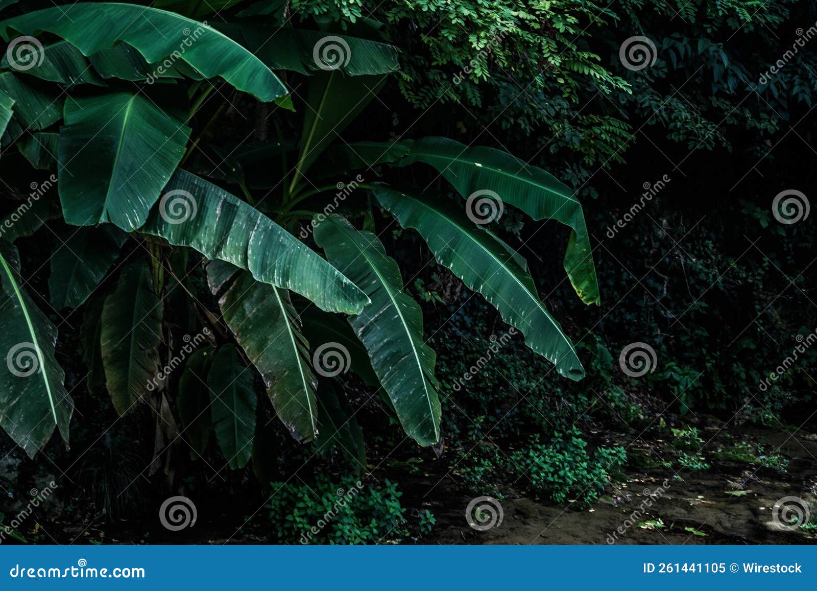 Green Leaves of a Tropical Plant in the Rainforest Stock Image - Image ...
