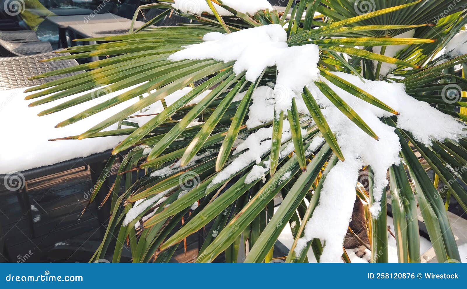 Green Leaves of Tropical Plants Covered in Snow Stock Photo - Image of ...