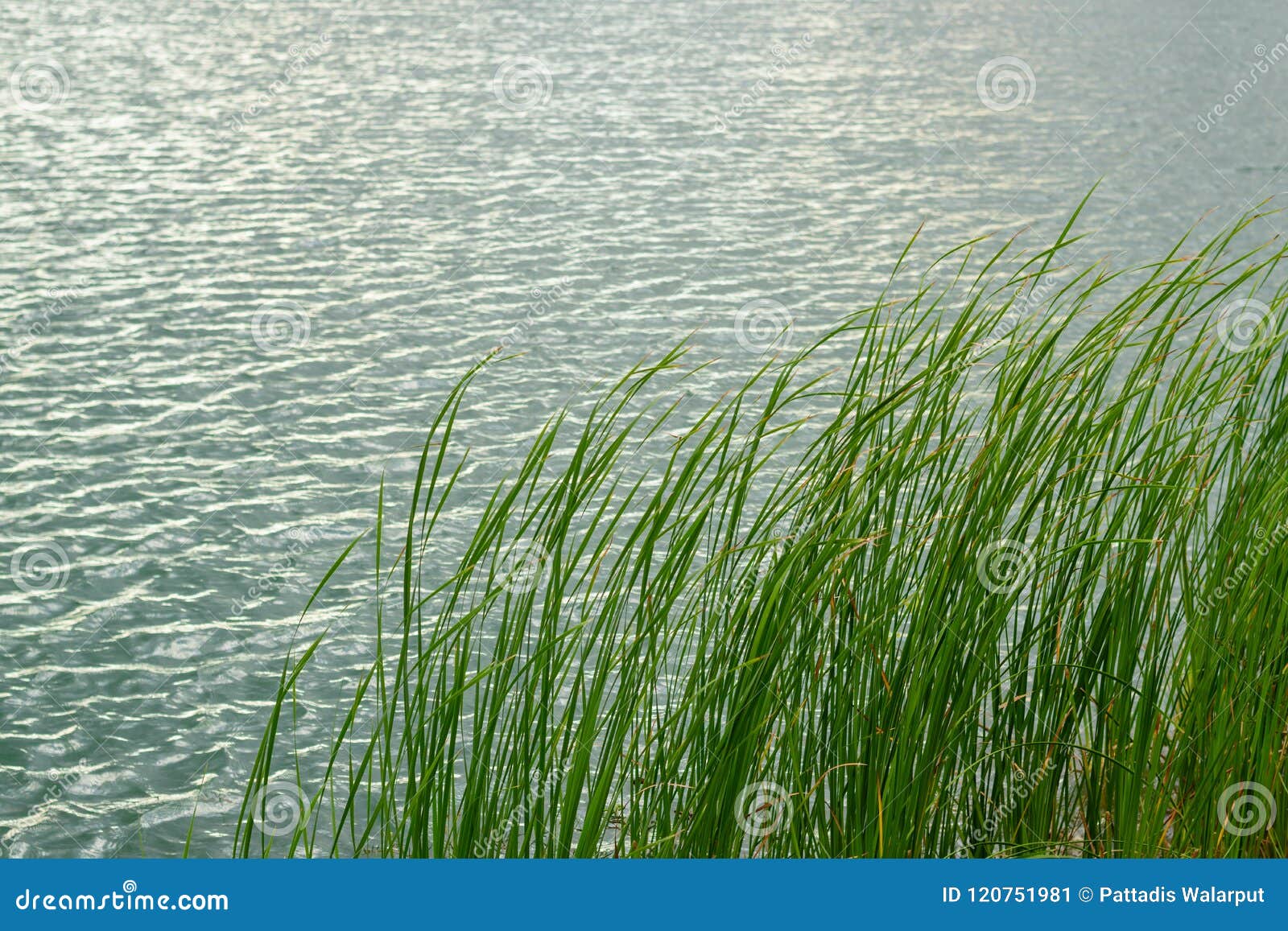Typha Angustifolia In The Water In A Lake With A Boat In The Background ...