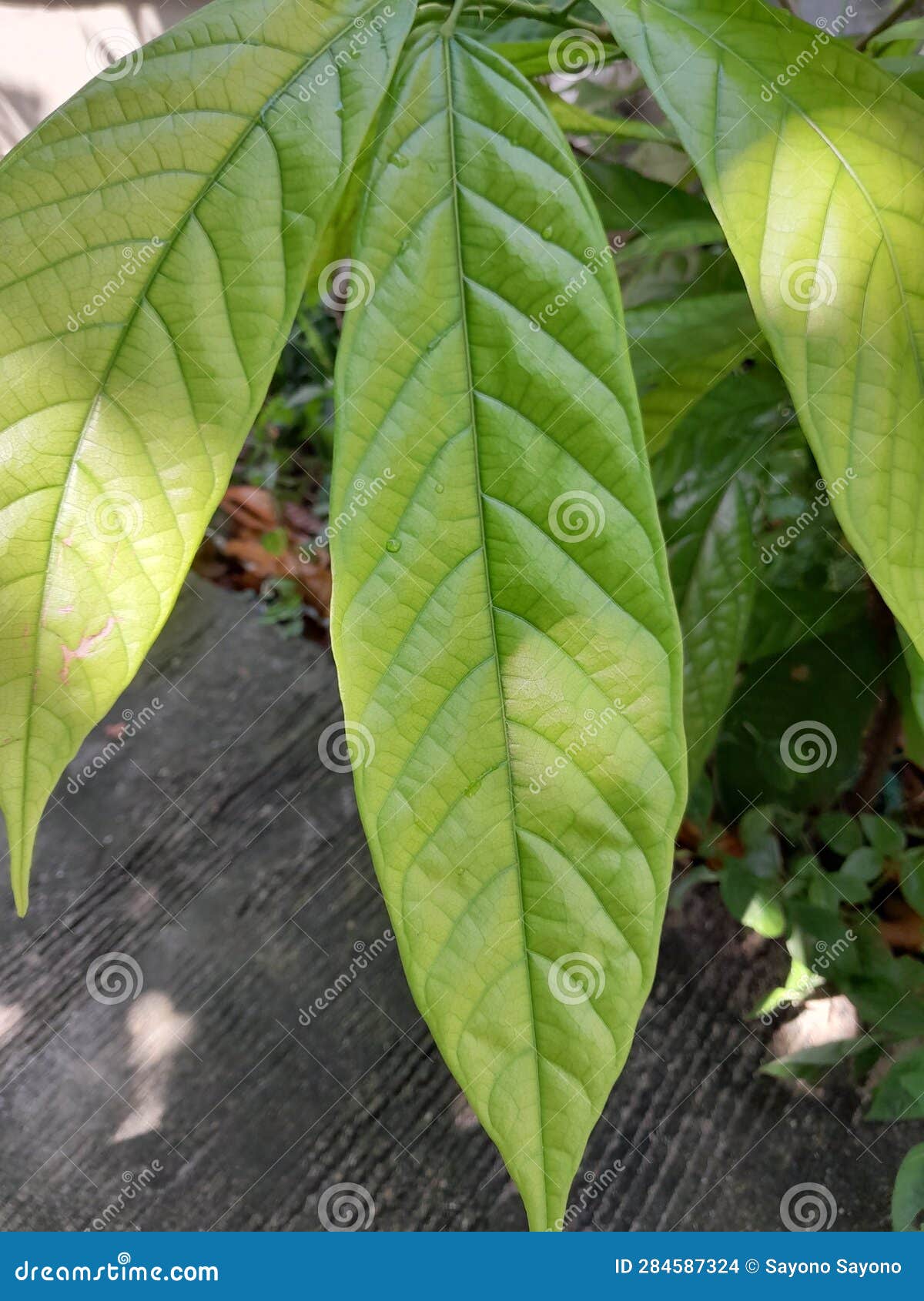 Green Leaves with Unique and Interesting Shapes that Grow in the Yard ...