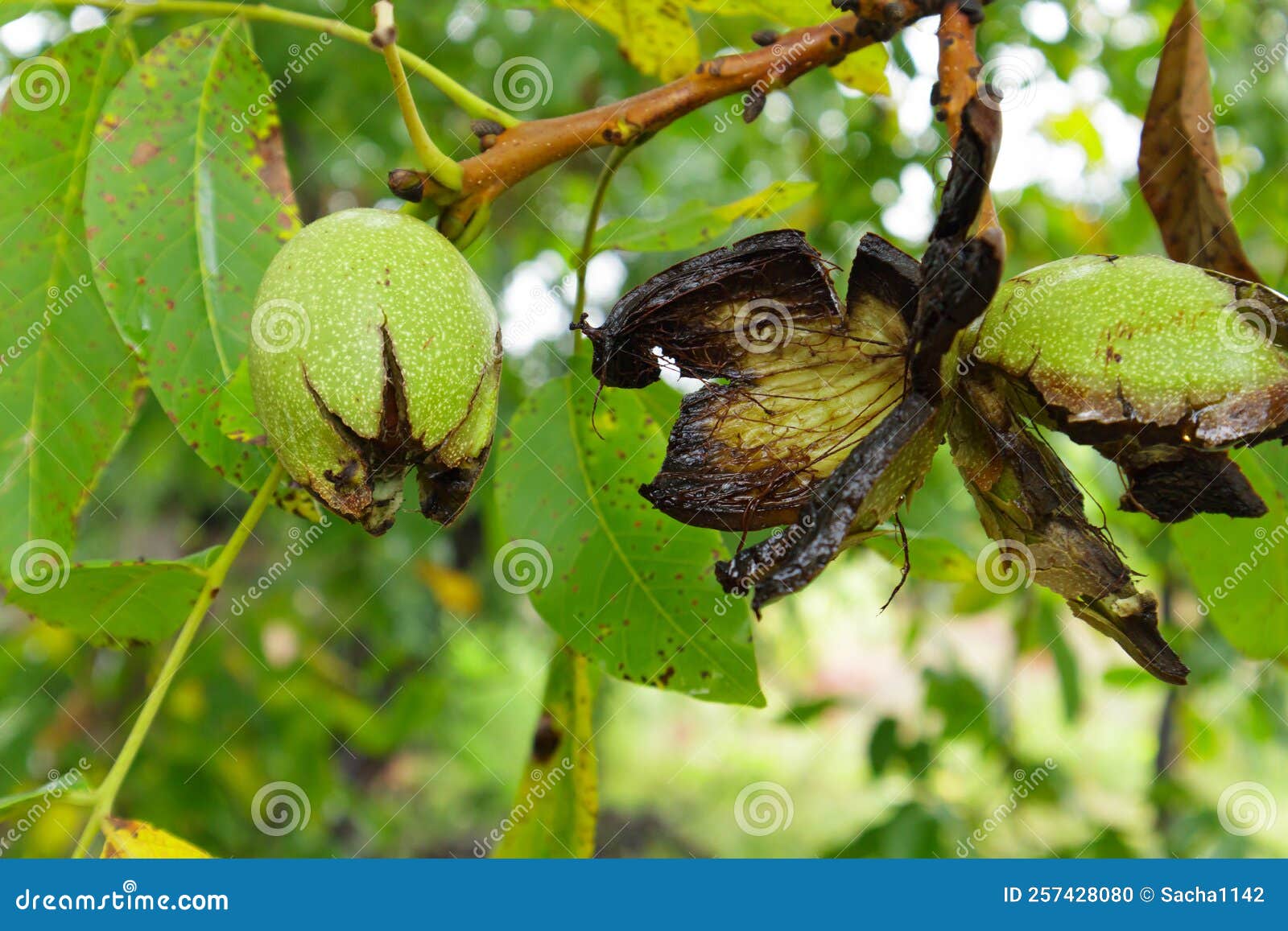 Green Leaves and Unripe Walnut. Walnut Kernels and Whole Walnuts Stock ...
