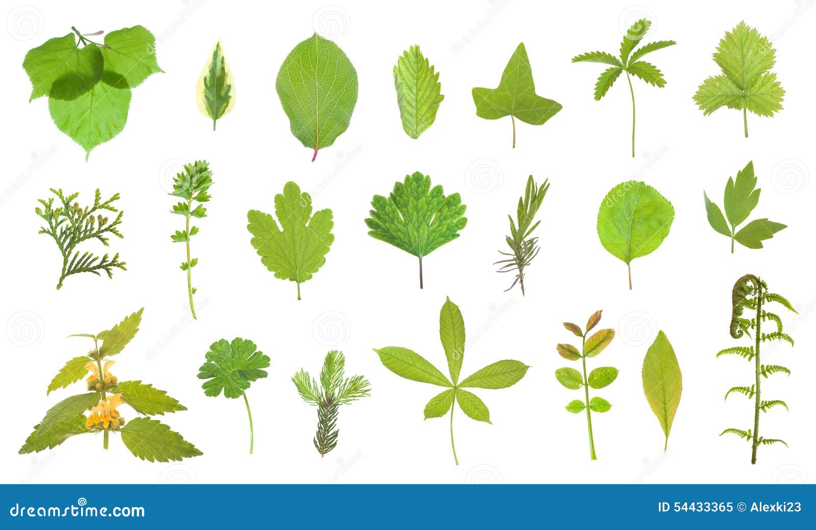 Green leaves stock image. Image of foliage, green, shape - 54433365