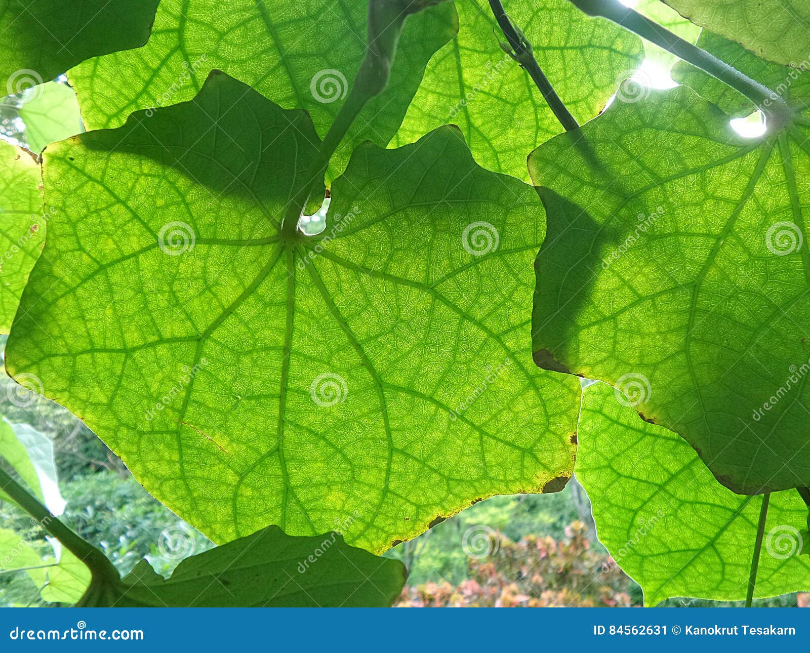 Green Leaves Vine in the Garden Stock Image - Image of green, vine ...