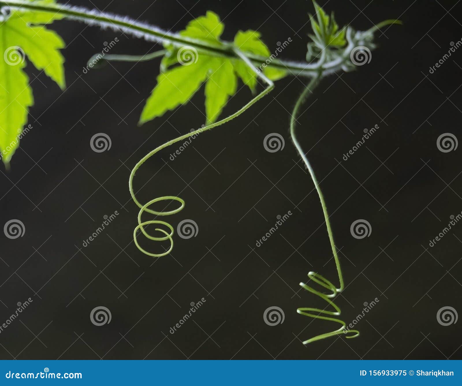 Green Leaves and Vine String on Black Background Stock Image - Image of ...