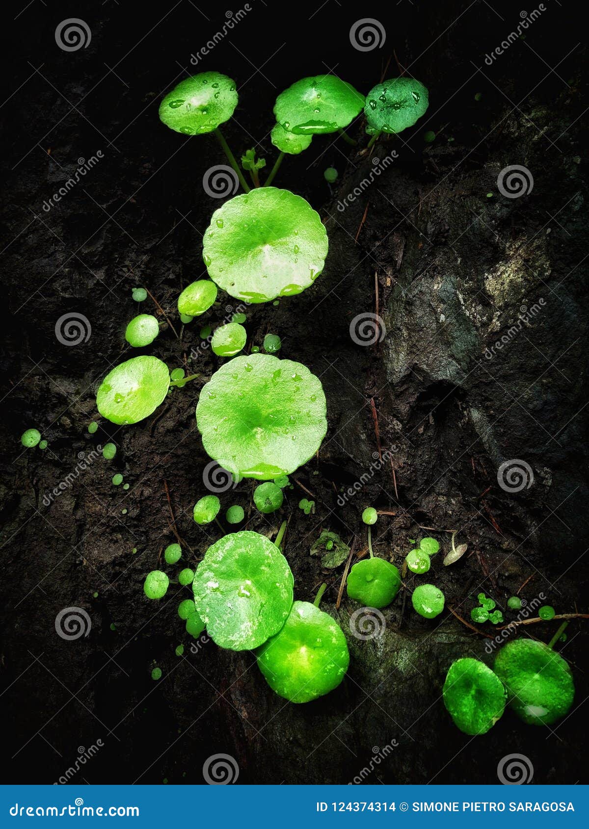 Green leaves stock photo. Image of medicine, green, extract - 124374314