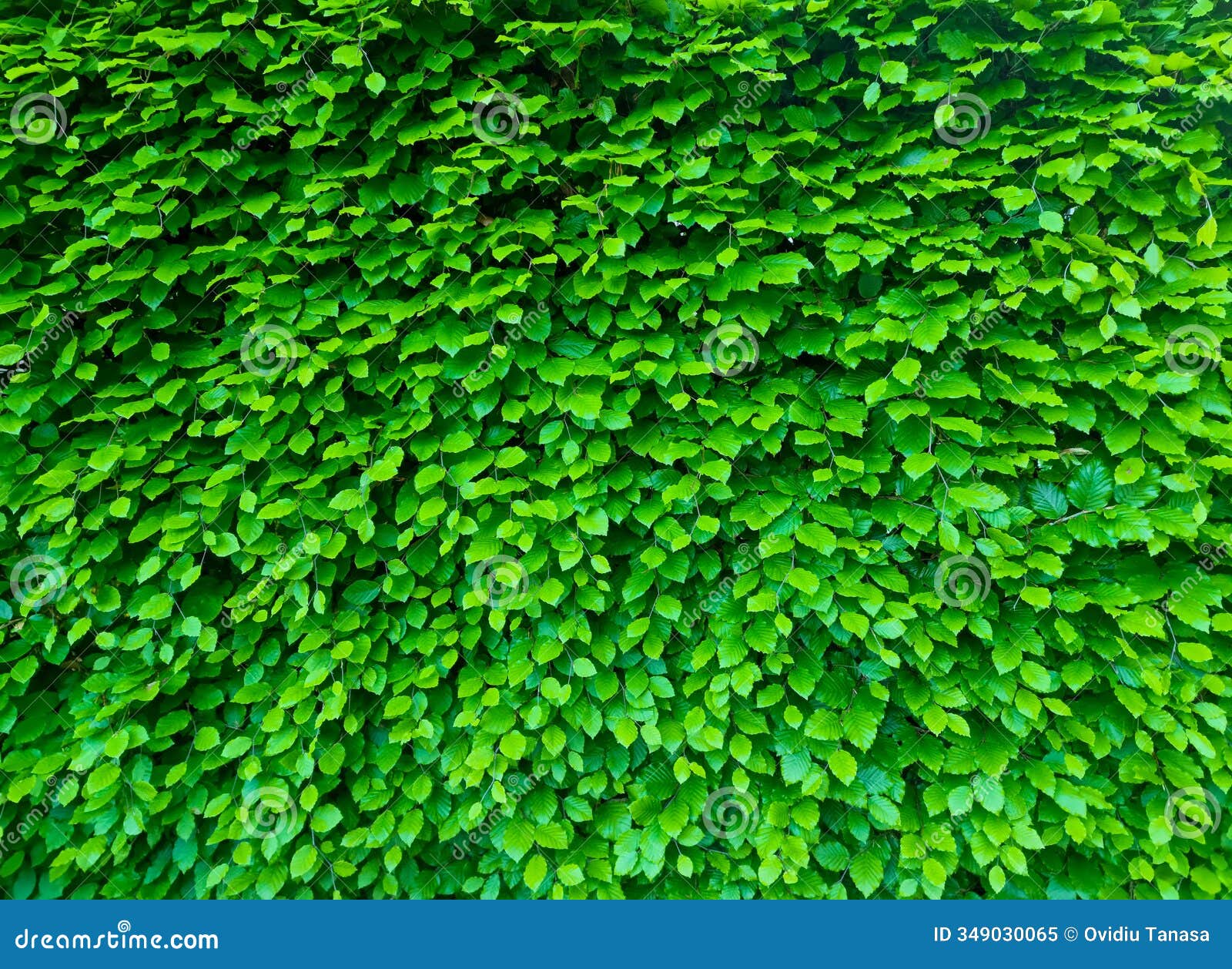 Natural Leaf Pattern Texture Colourful Tile Design Stock Photo ...