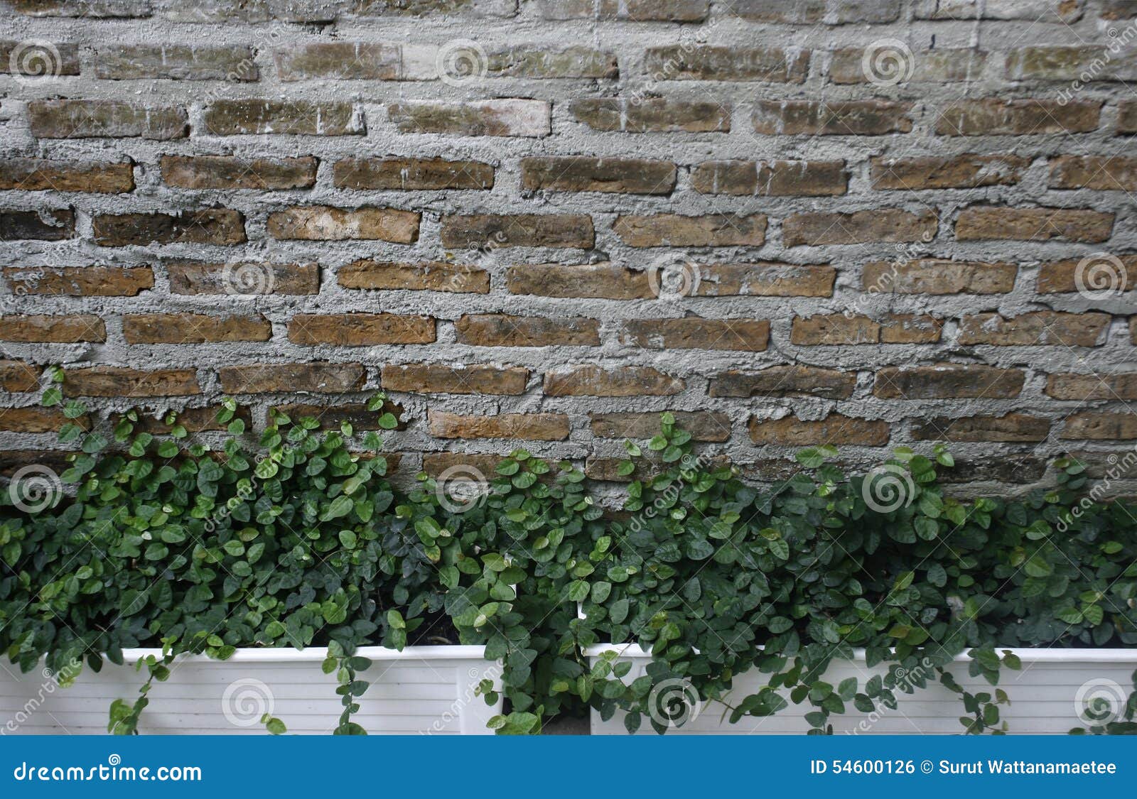 Green Leaves Wall and Brick Floor Stock Photo - Image of decor, seam ...