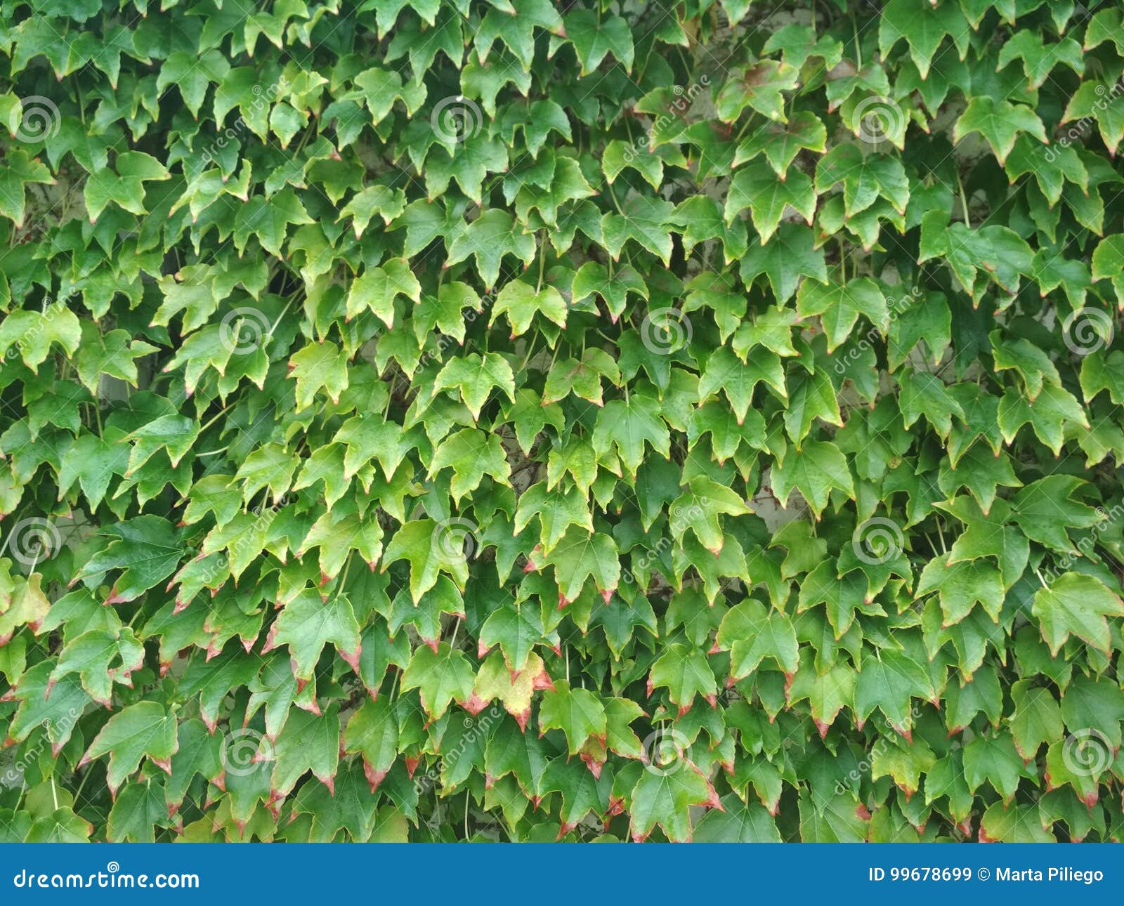 Leaves wall stock image. Image of wall, background, texture - 99678699