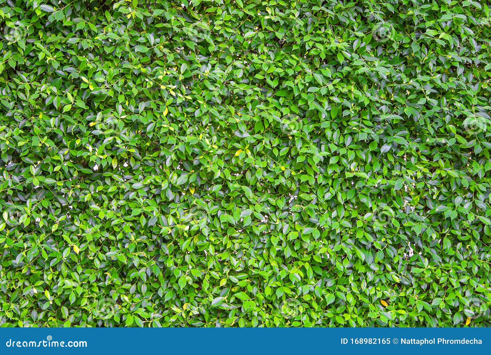 Green Leaves Wall of Texture and Background Stock Image - Image of wall ...