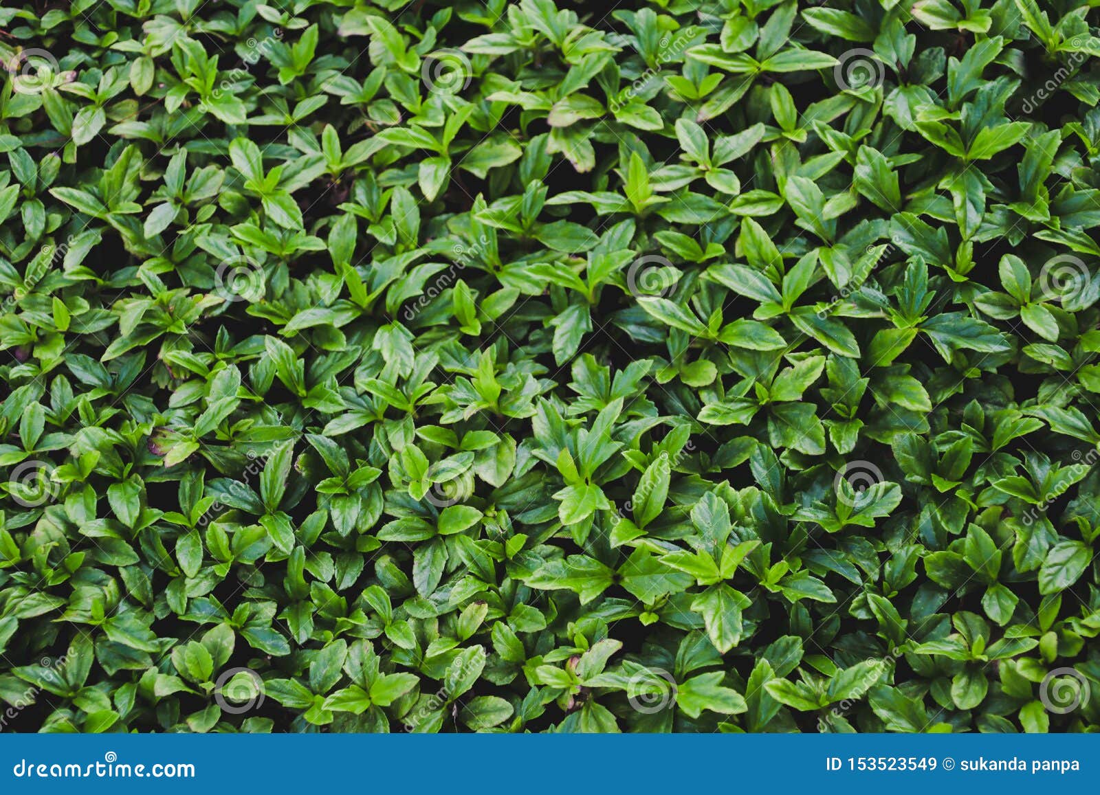 Green Leaves Wall Texture Background Stock Image - Image of growth ...
