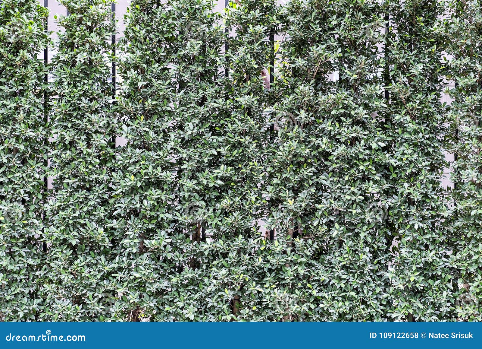 Green Leaves Wall Texture Background Stock Photo - Image of texture ...