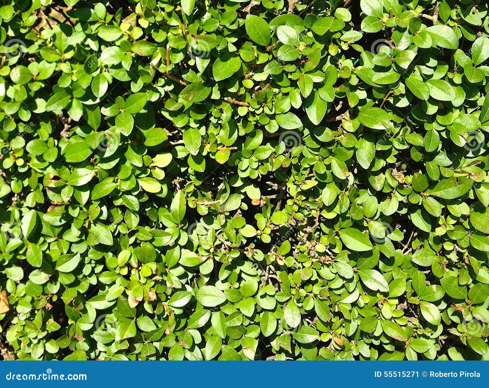 Green leaves Wall Texture stock image. Image of repeat - 55515271