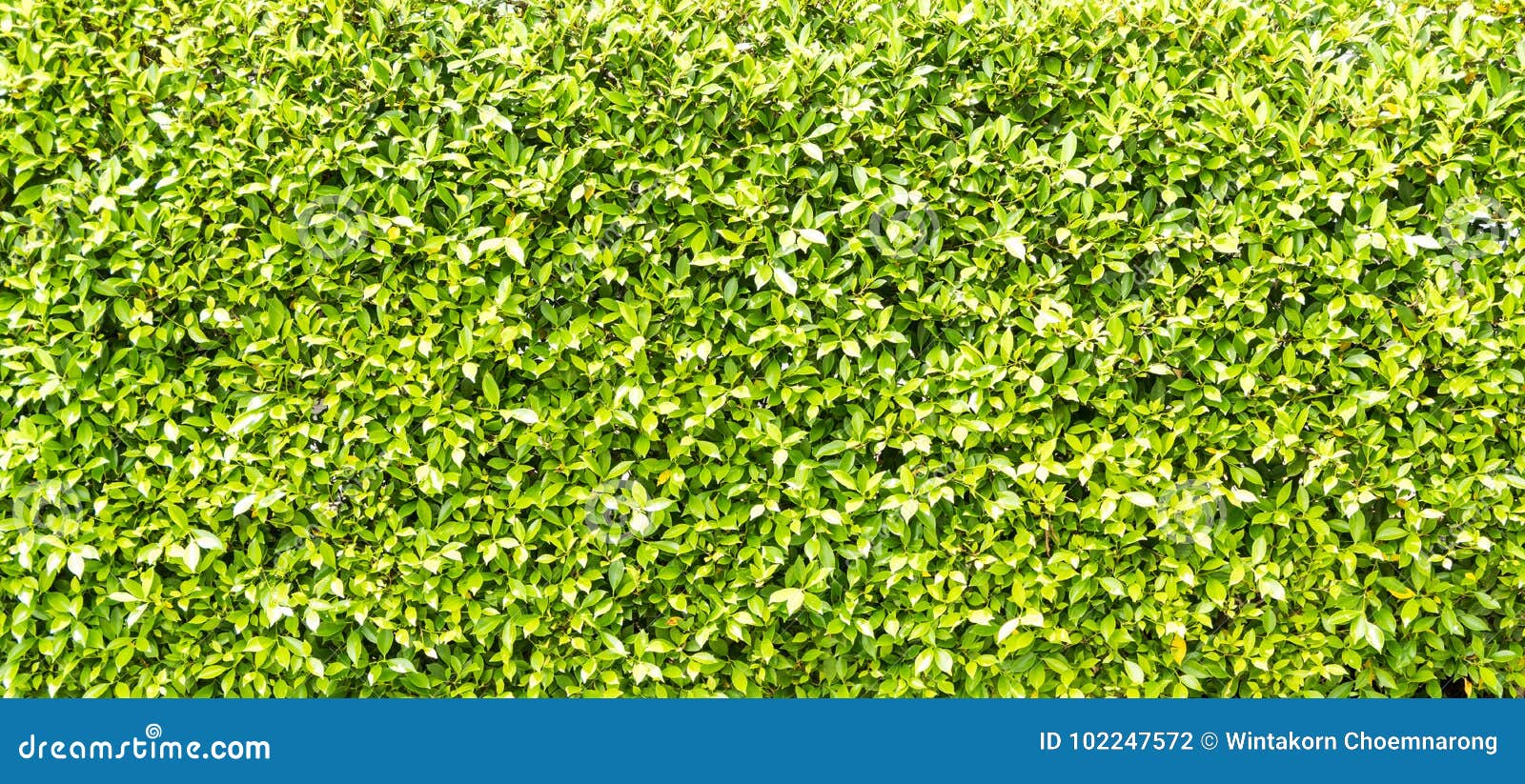 Green leaves wall texture stock photo. Image of home - 102247572