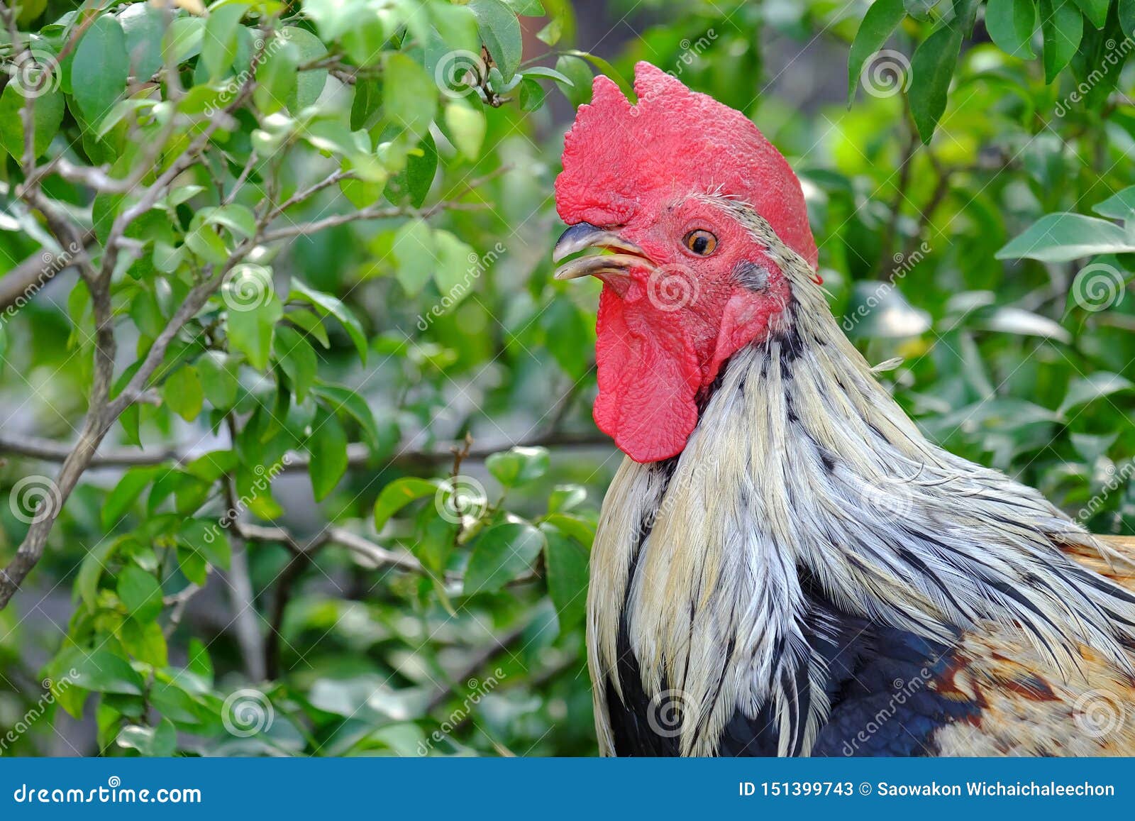 Close Up a Chicken Standing on the Tree Branch Stock Image - Image of ...