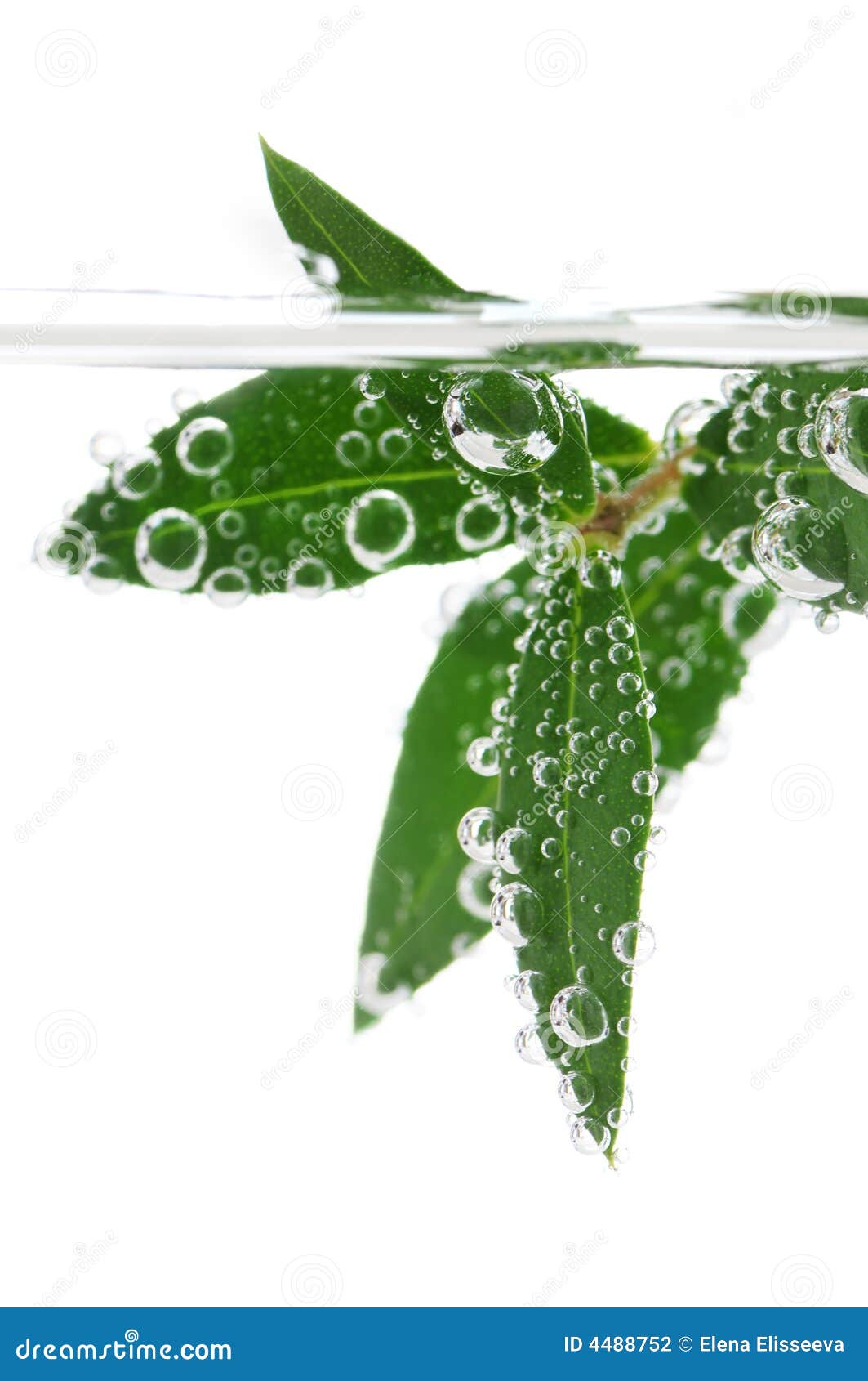Green leaves in water stock photo. Image of hydrating - 4488752