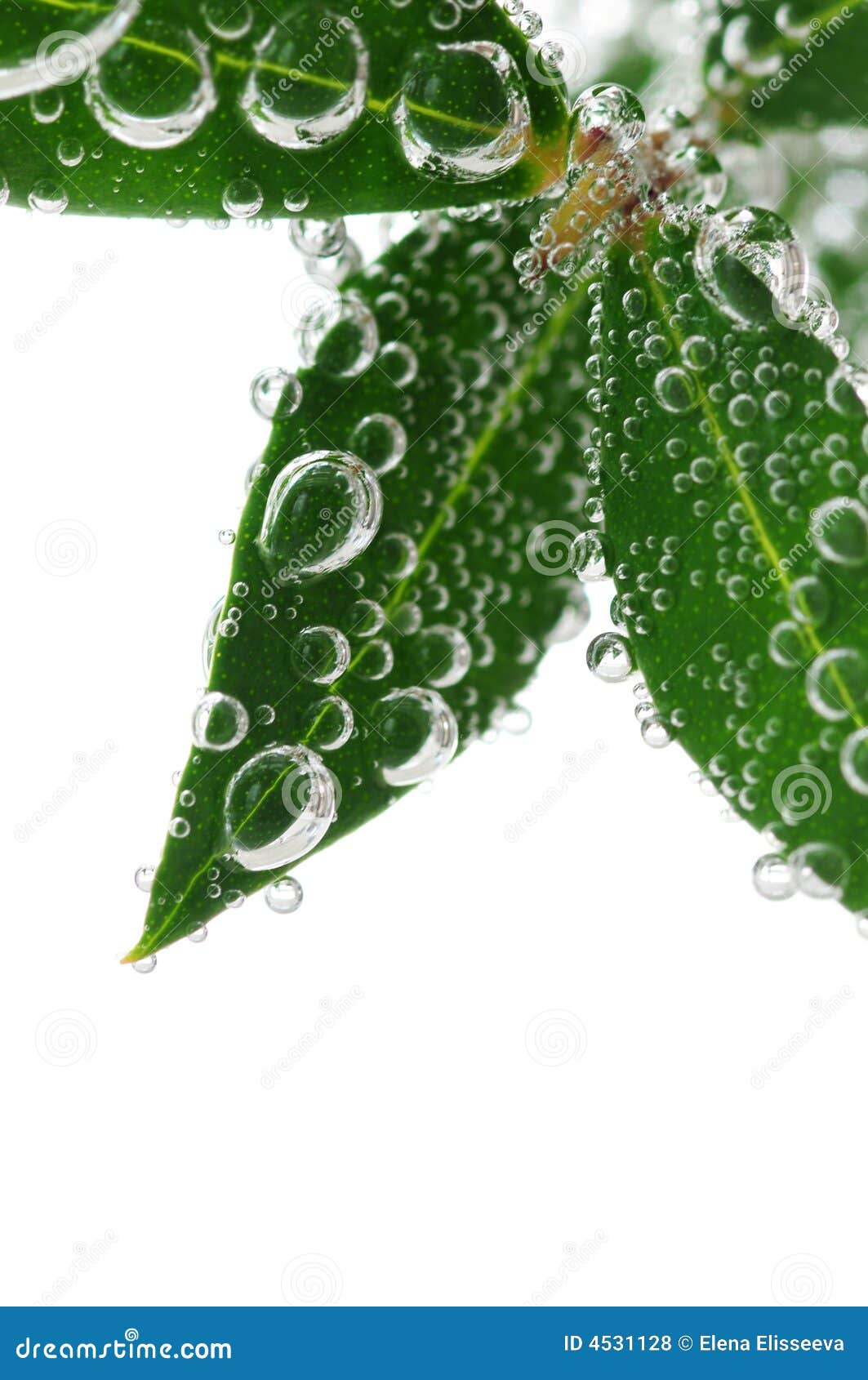 Green leaves in water stock photo. Image of health, leaves - 4531128