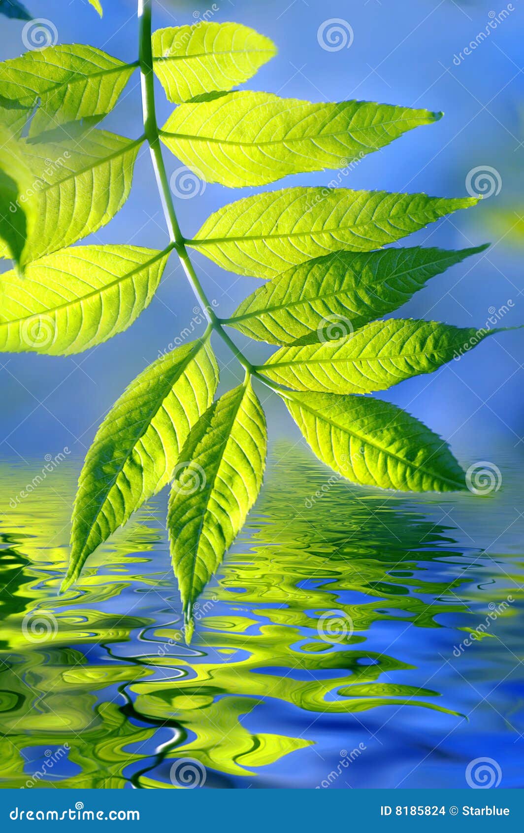 Green leaves and water stock photo. Image of bloom, leaves - 8185824