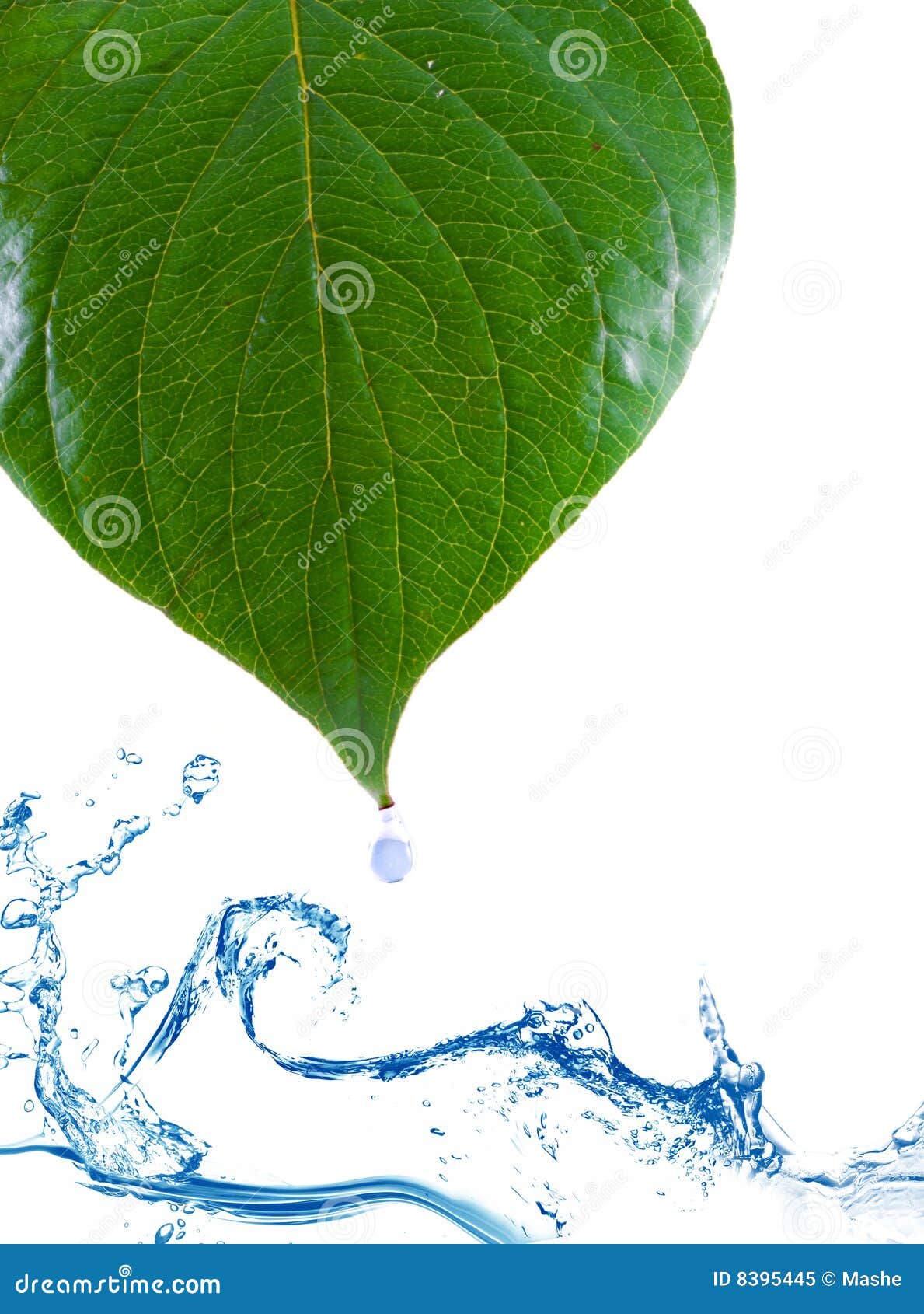Green leaves in water. stock image. Image of condensation - 8395445