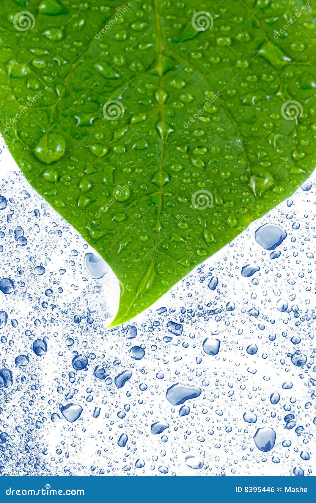 Green leaves in water. stock photo. Image of environment - 8395446