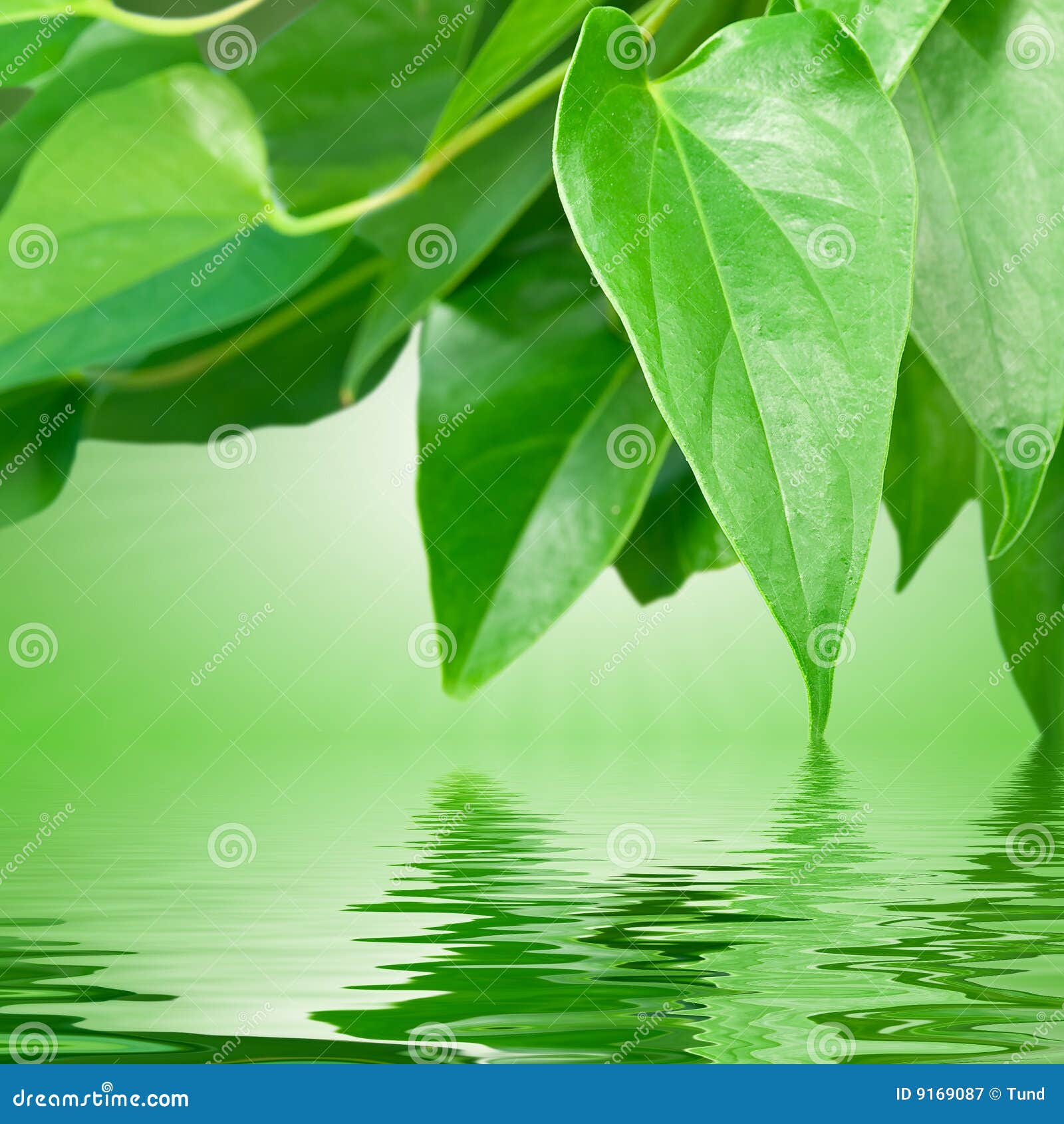 Green leaves and water stock image. Image of environment - 9169087