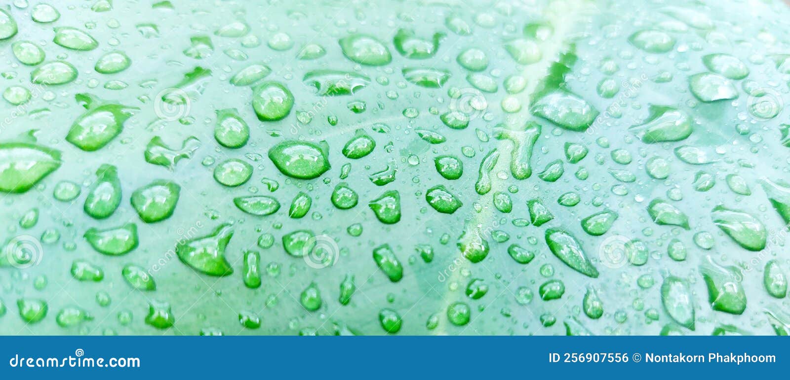 Green Leaves with Water Droplets on the Leaves Stock Photo - Image of ...