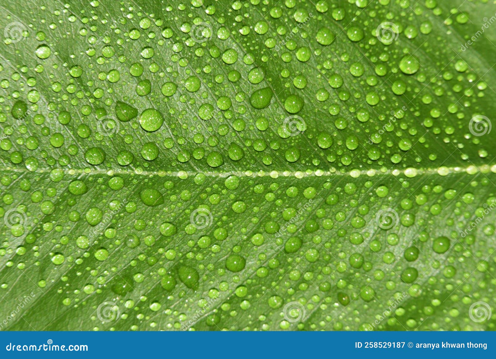 Green Leaves with Water Droplets Stock Image - Image of green, raindrop ...