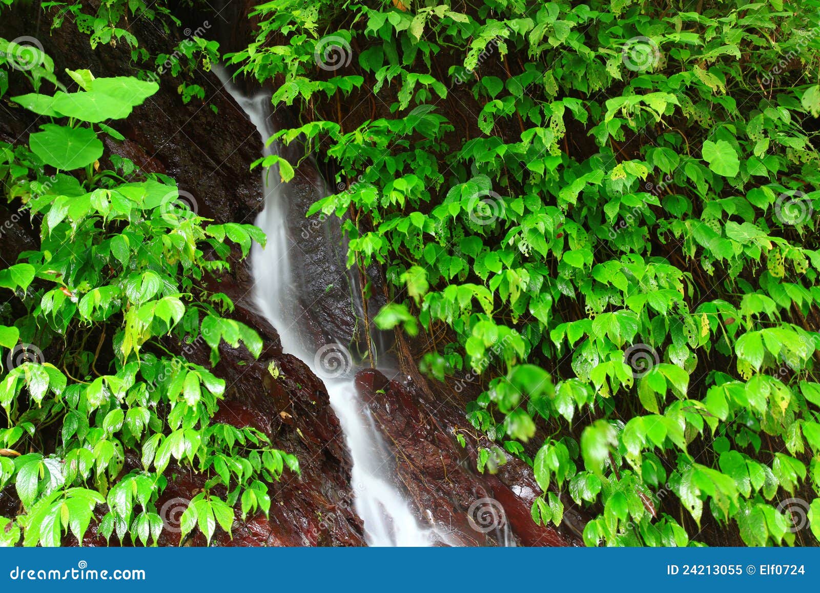 Green Leaves and Waterfall stock image. Image of plant - 24213055