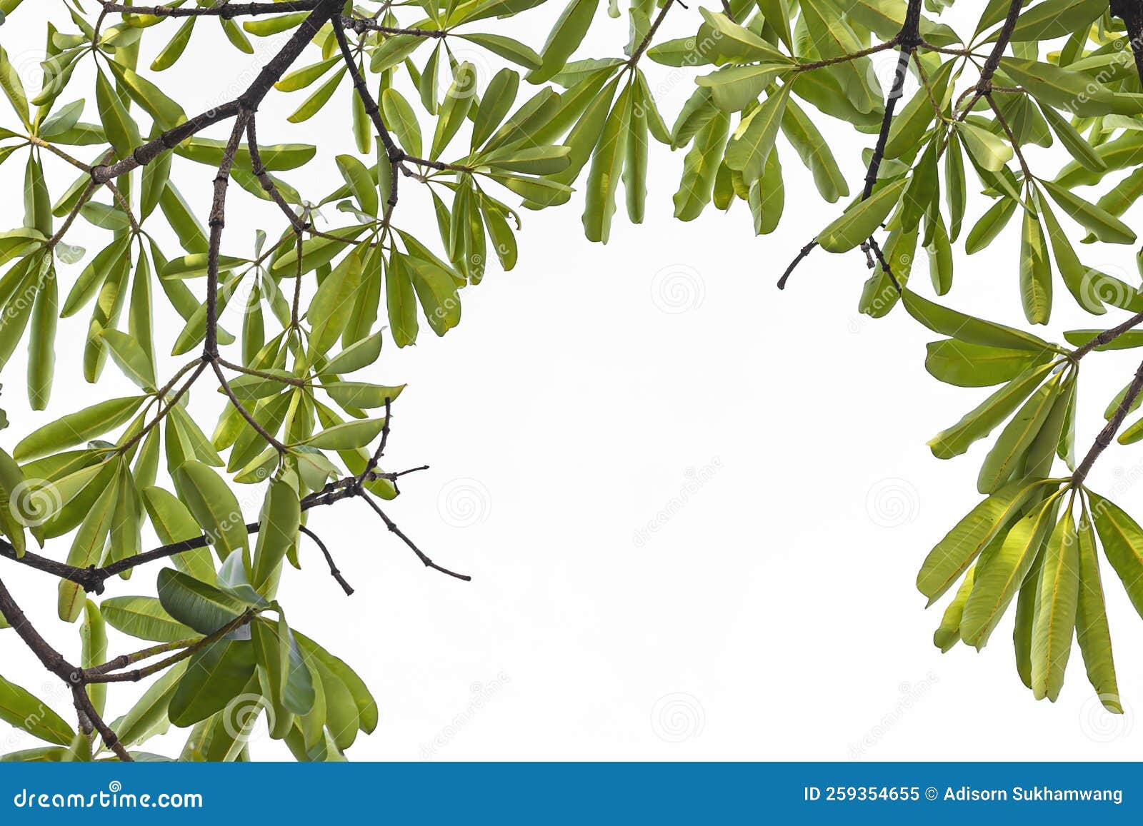 Green Leaves on a White Background Stock Image - Image of environment ...